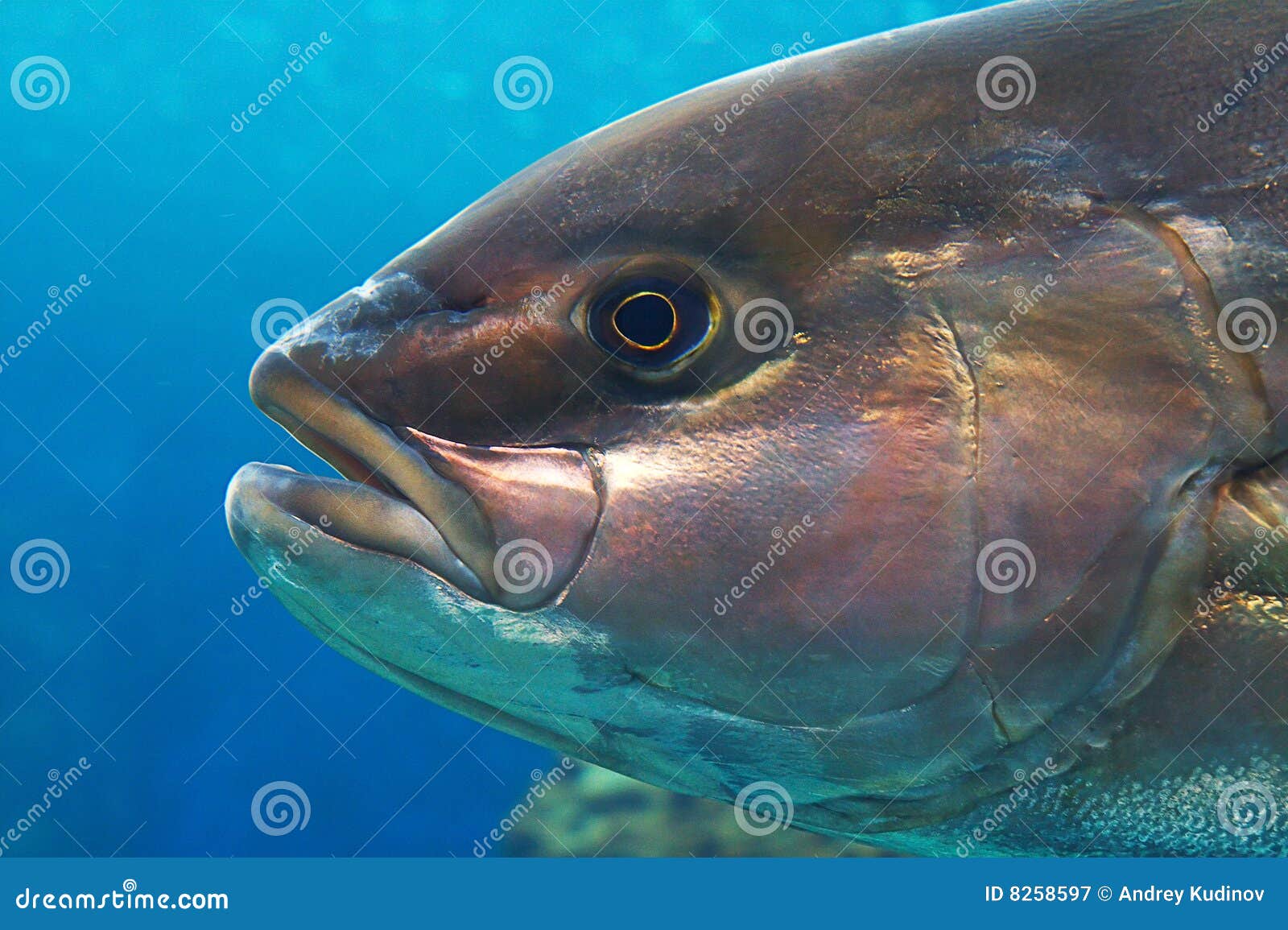Amber-jack fish stock image. Image of reef, scuba, nature - 8258597