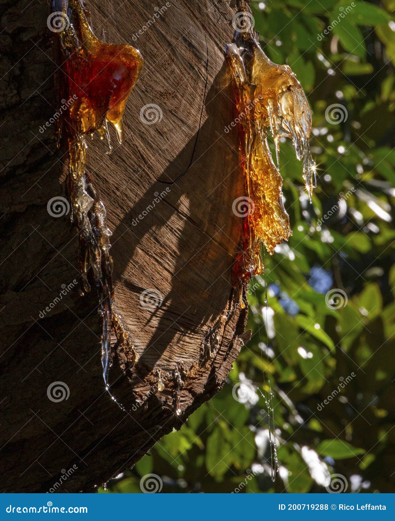 Amber in the making stock photo. Image of colour, limb - 200719288