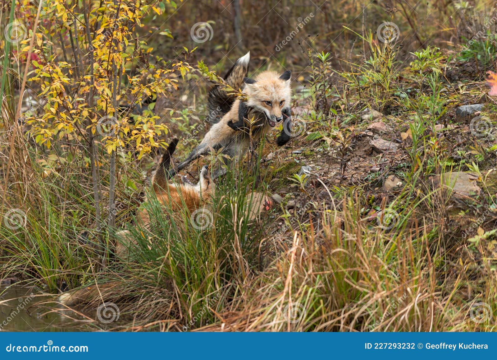 Amber Phase Red Fox Vulpes Vulpes Leaps Over Red Fox Autumn Stock Photo ...
