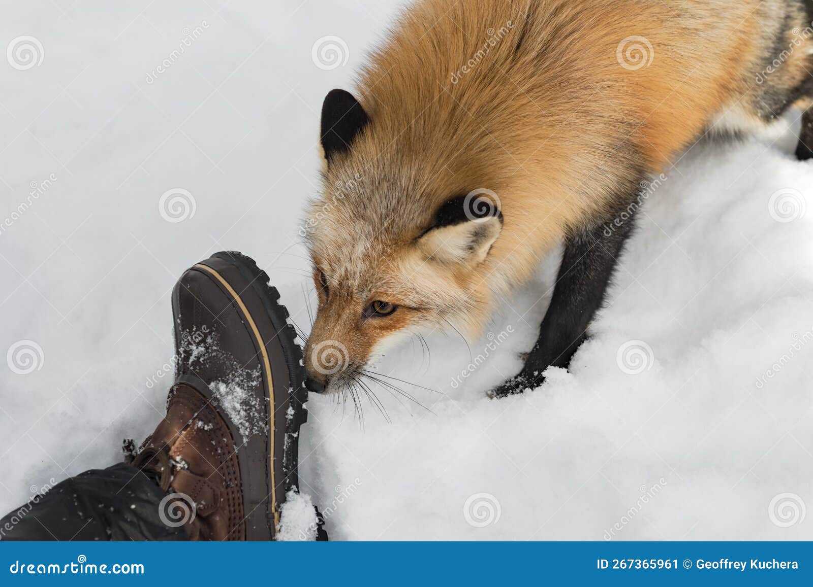 Amber Phase Red Fox Vulpes Vulpes Sniffs Humans Boot Winter Stock Image ...