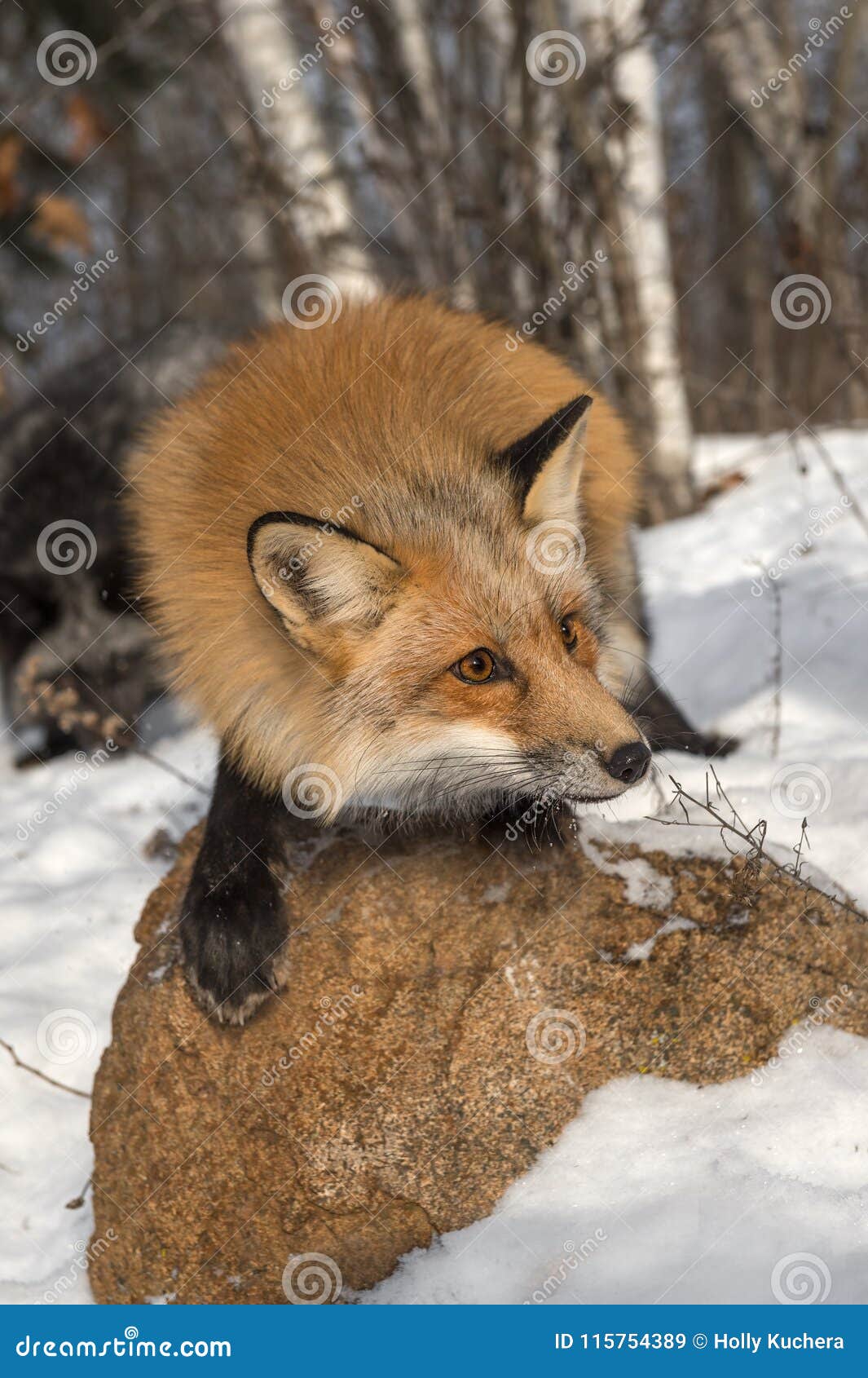 Amber Phase Red Fox Vulpes Vulpes Steps Forward on Rock Stock Image ...