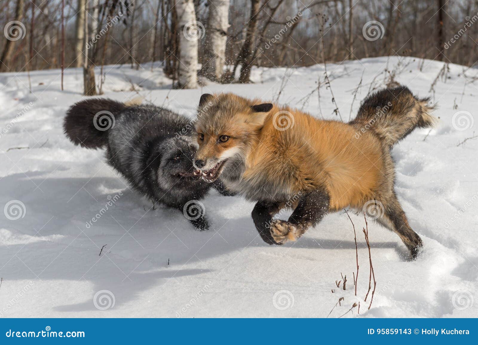 Amber Phase Red Fox Vulpes Vulpes Runs with Silver Fox Stock Image ...