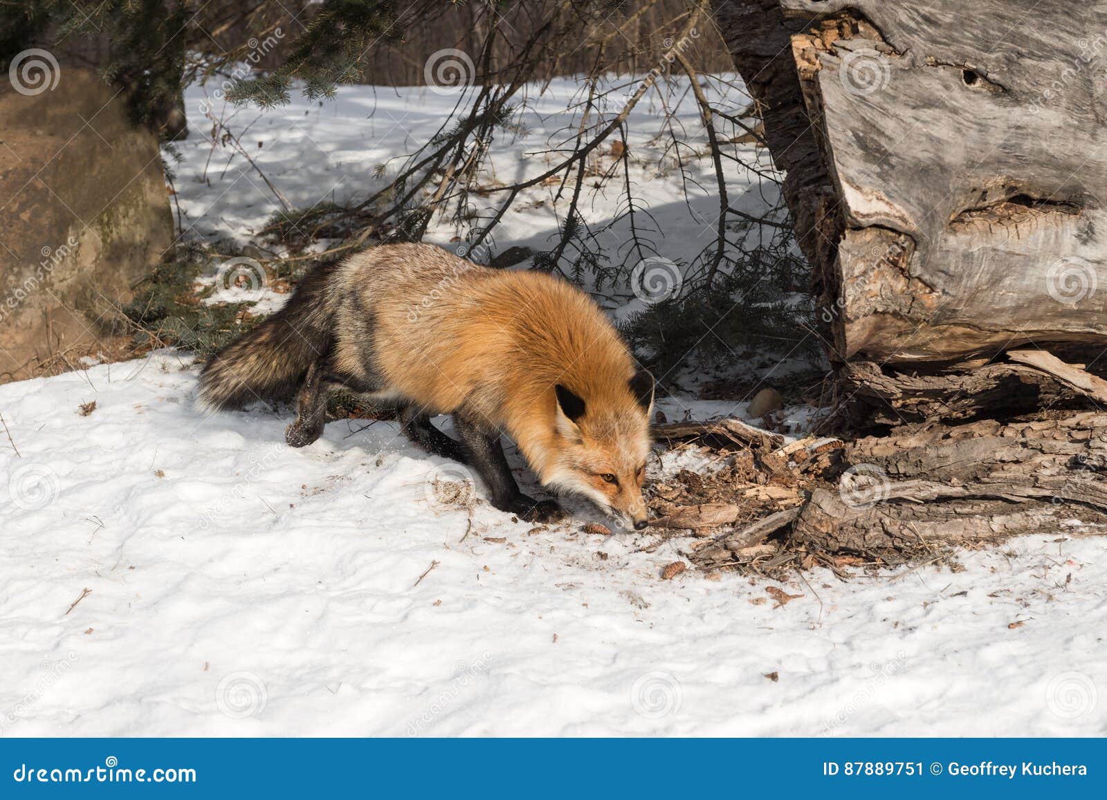 Amber Phase Red Fox Vulpes Vulpes Sniffs Along Ground Stock Image ...