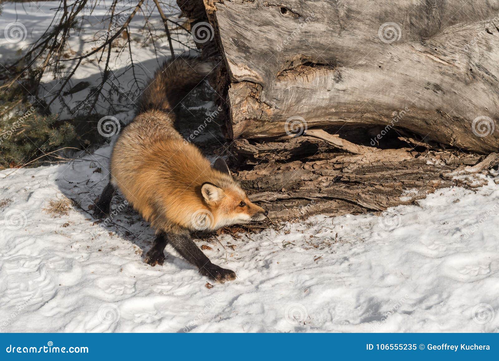 Amber Phase Red Fox Vulpes Vulpes Walks Around Log Stock Image - Image ...