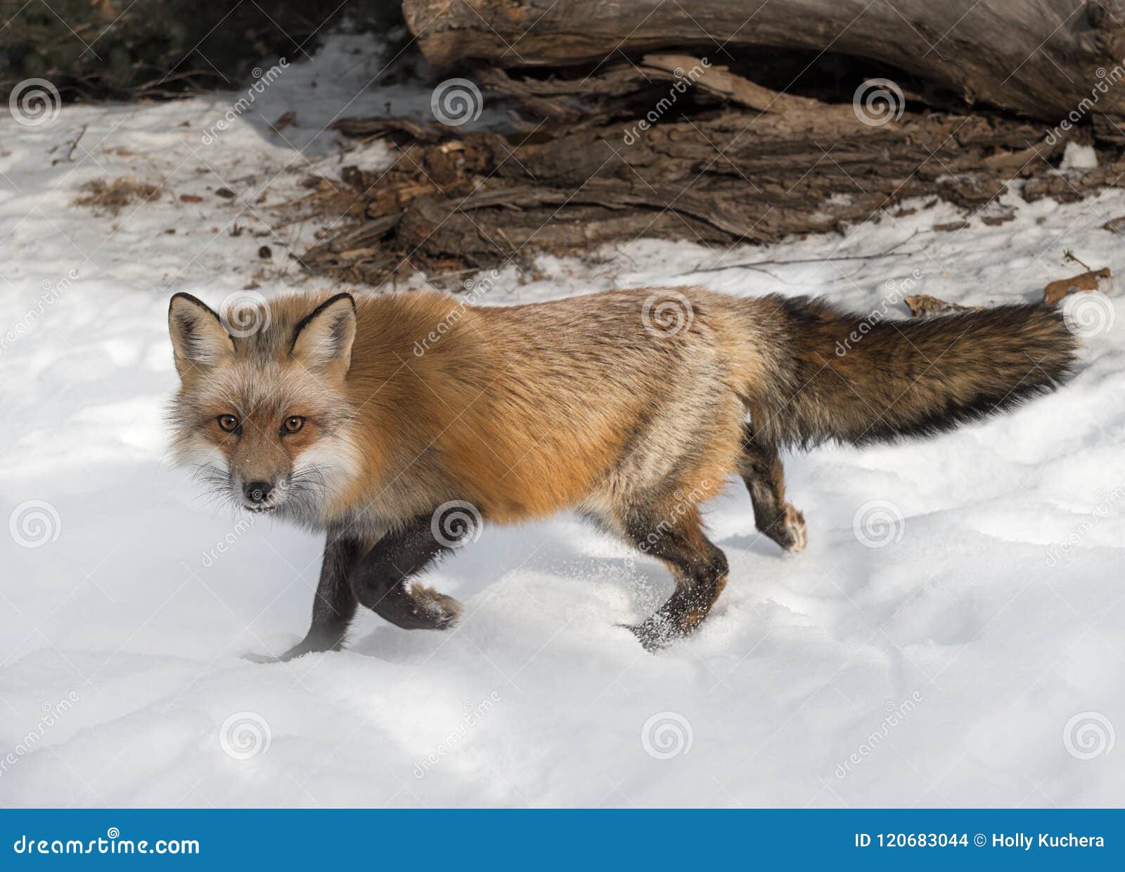 Amber Phase Red Fox Vulpes Vulpes Walks by Stock Photo - Image of ...