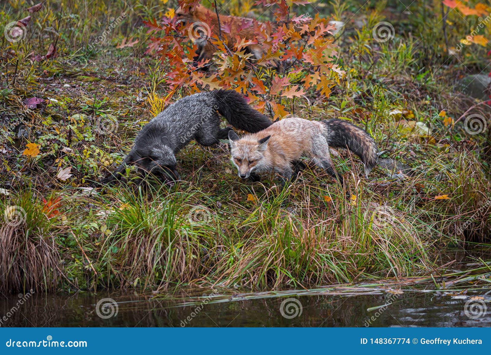 Amber Phase and Silver Fox Vulpes Vulpes at Edge of Island Autumn Stock ...