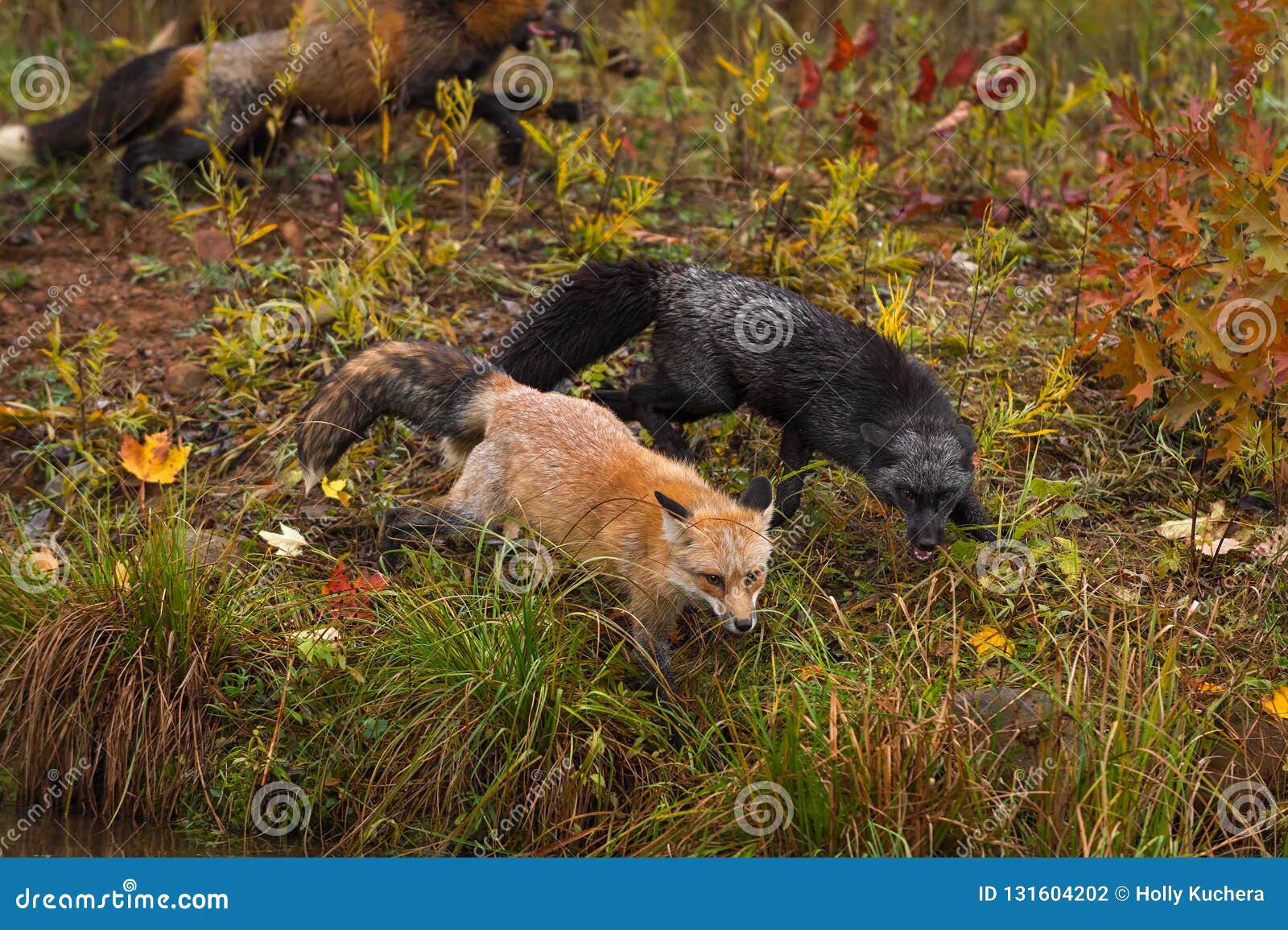 Amber Phase And Silver Fox Vulpes Vulpes Side By Side Cross Fox Runs In ...