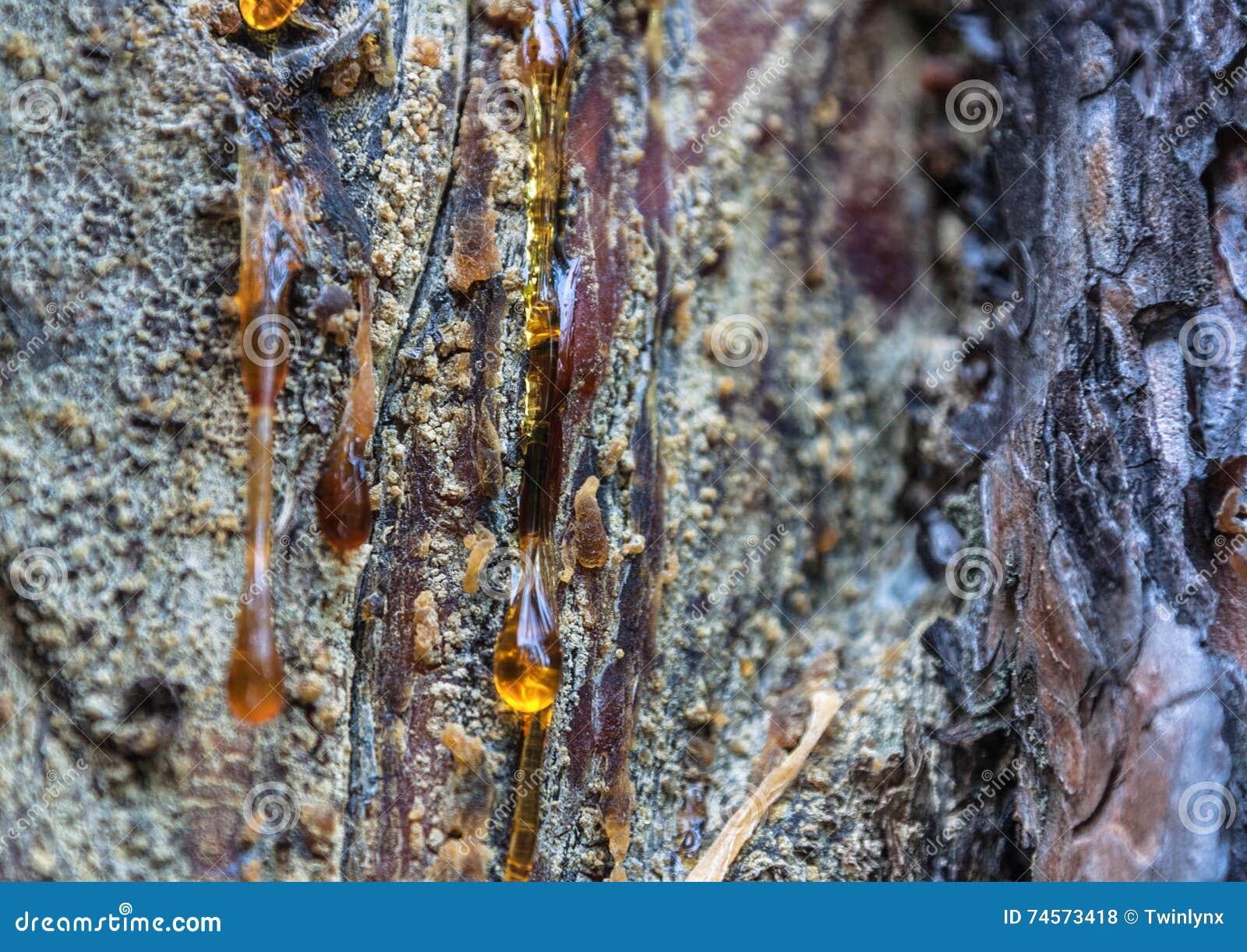 Amber Pitch on Bark of a Pine Trunk Stock Photo - Image of color ...
