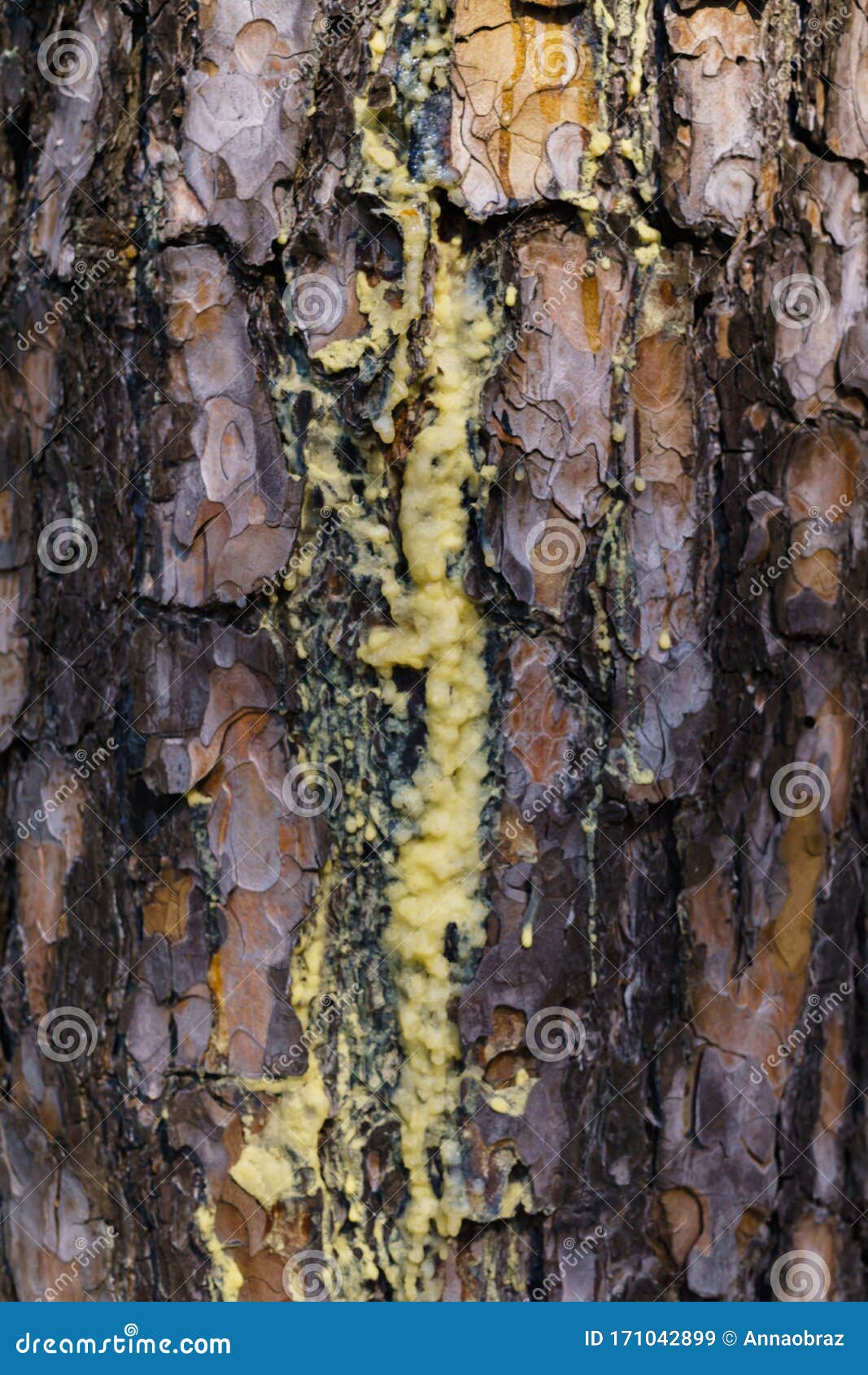 Amber Resin Sap Flows in Streams Along the Bark of Pine Stock Image ...