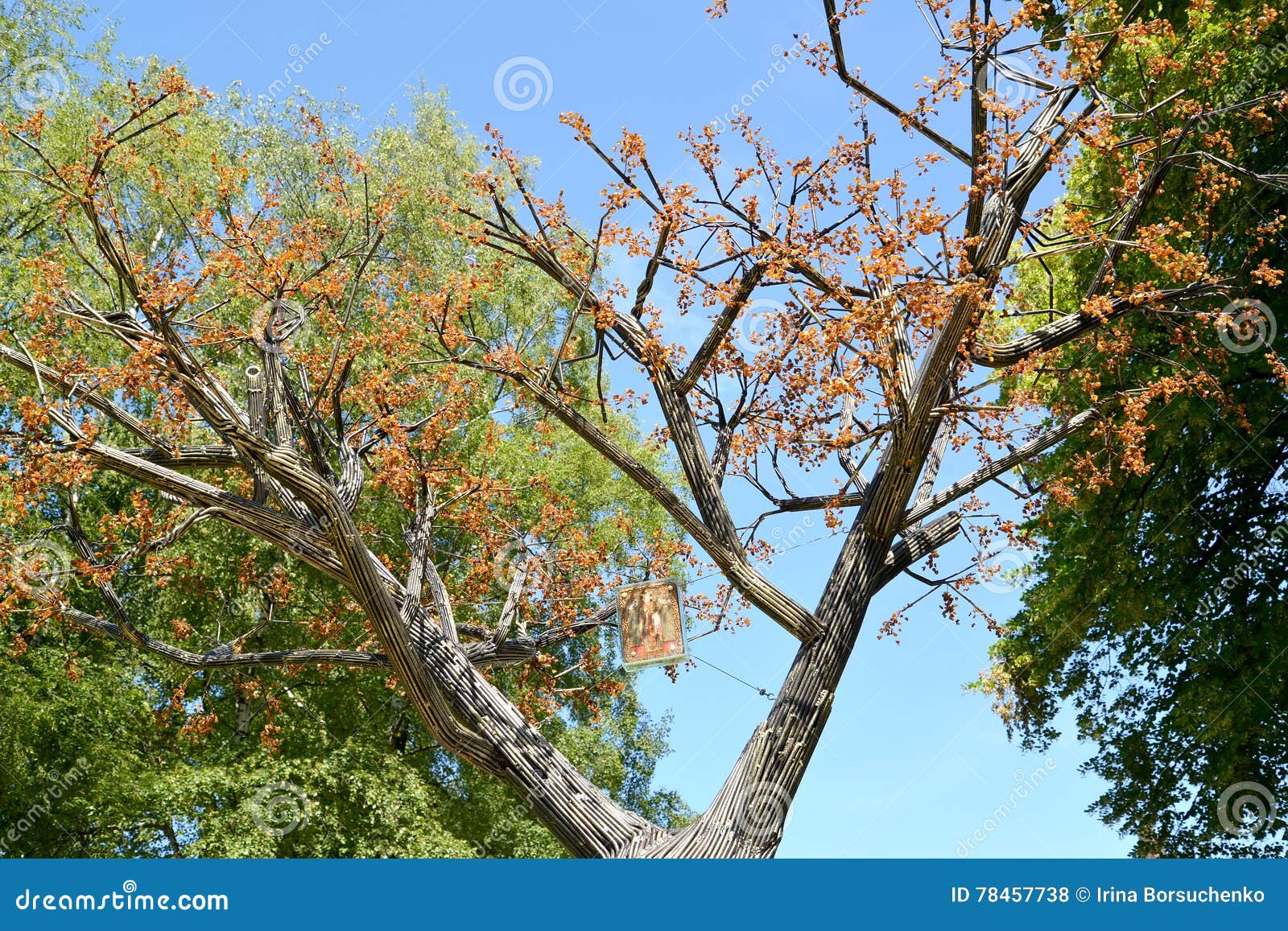 AMBER, RUSSIA. Krone of an Amber Tree Against the Background of the Sky ...
