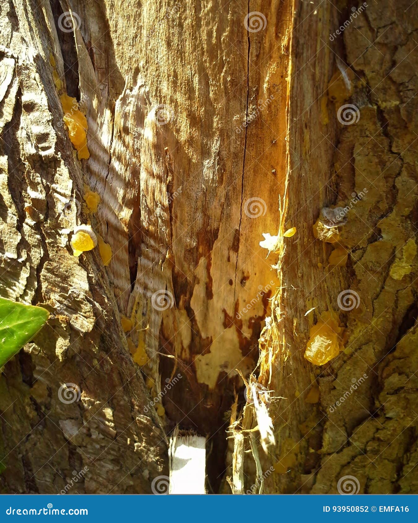 Amber Sap on Cypress Leylandii Stock Photo - Image of cuprocyparis ...