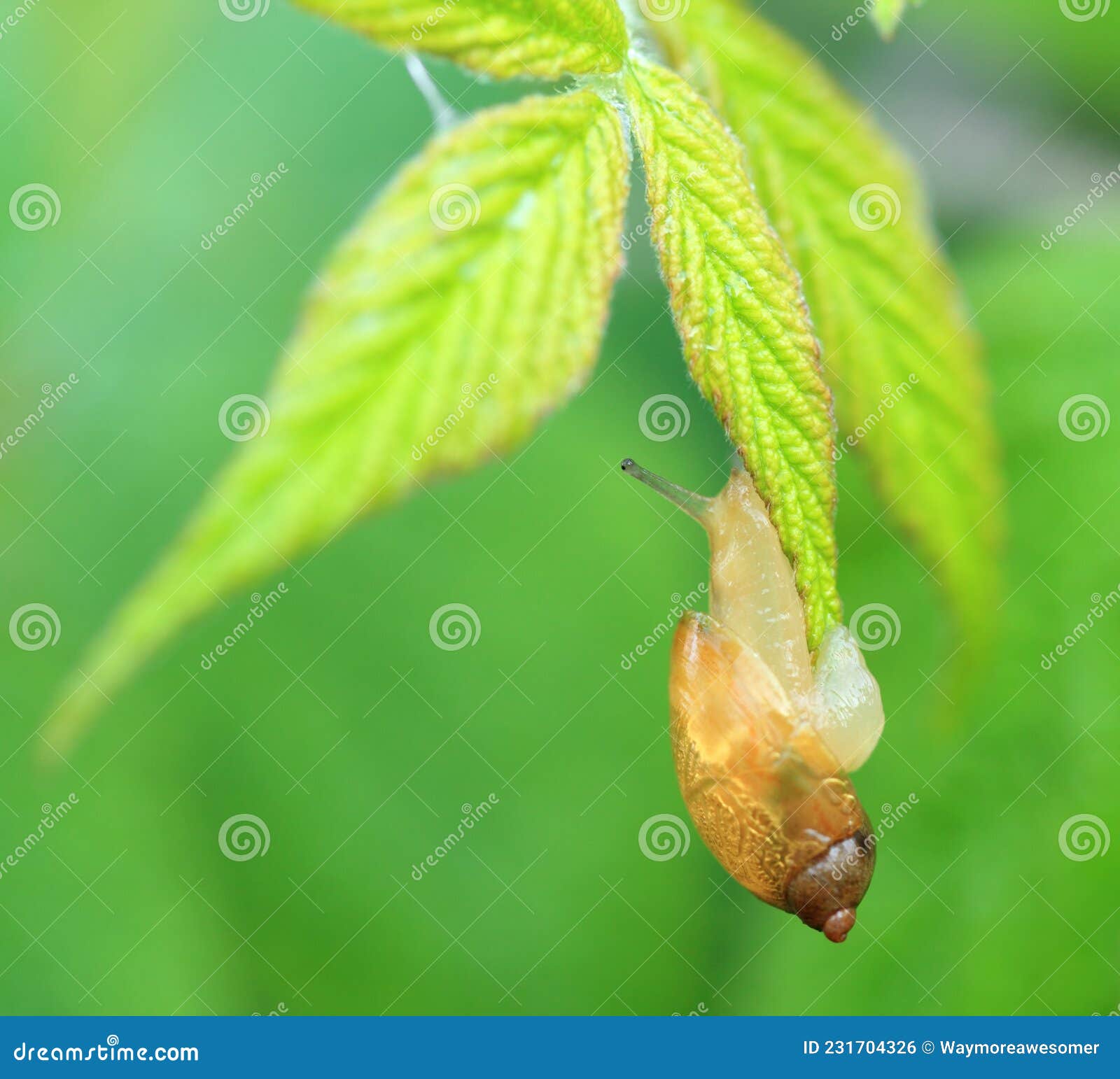 Amber Snail Hanging on stock photo. Image of mollusca - 231704326