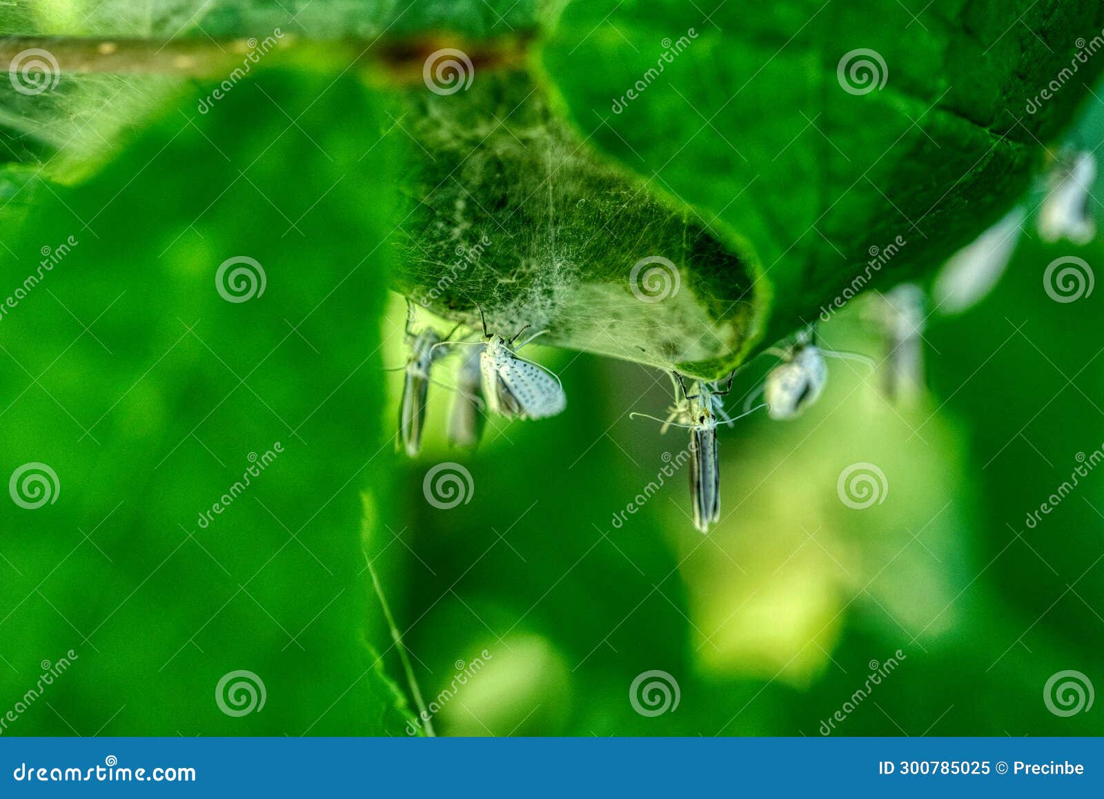 Amber Snail, Succinea Putris, Shell on a Leaf Stock Image - Image of ...