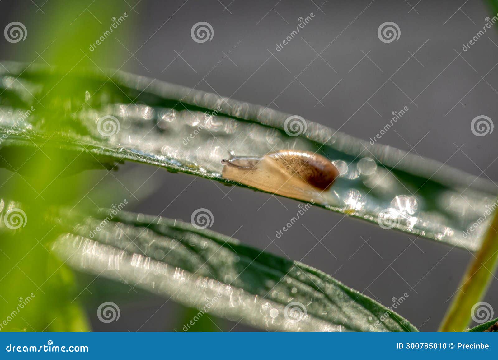 Amber Snail, Succinea Putris, Shell on a Leaf Stock Photo - Image of ...