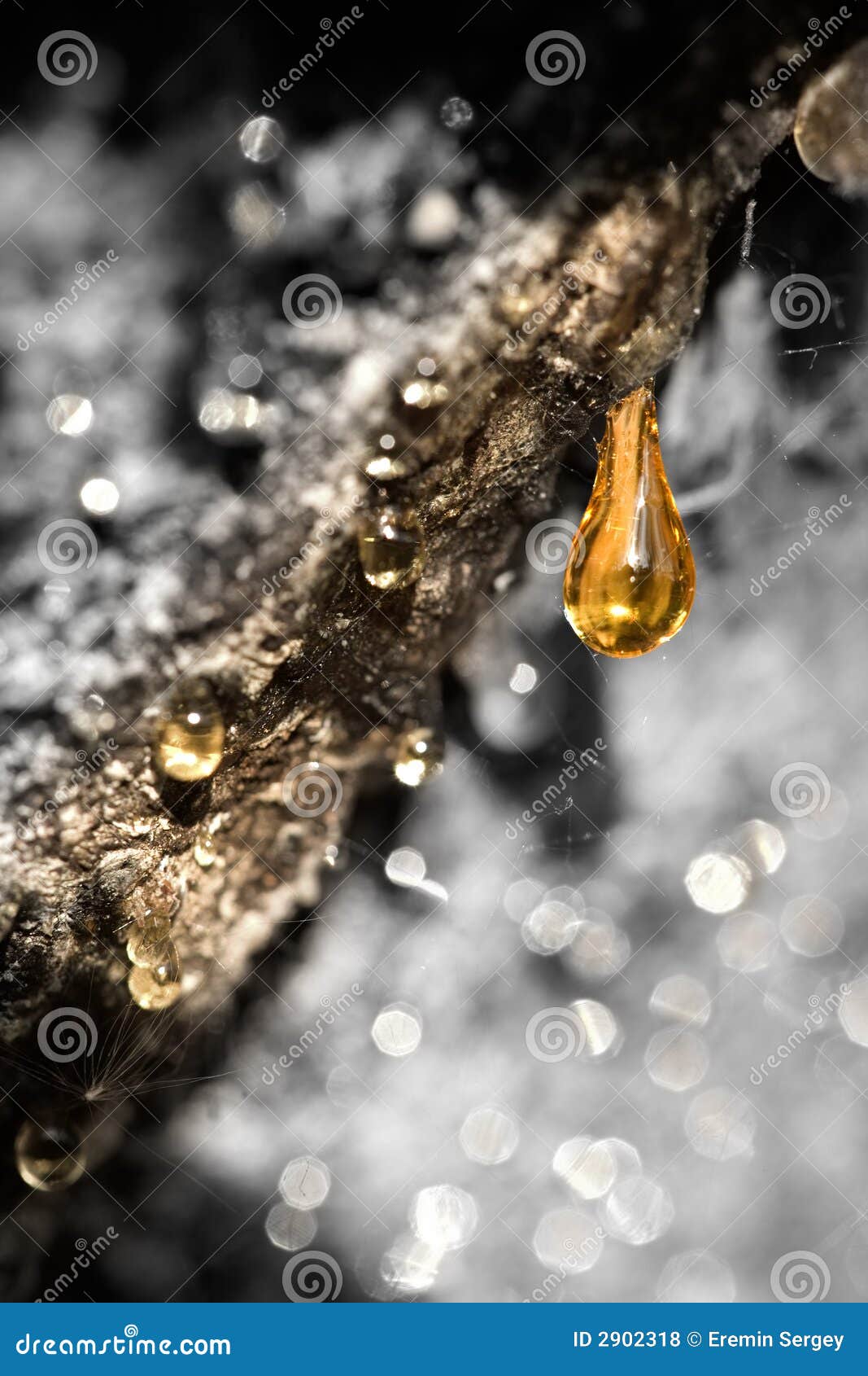 Amber tear stock photo. Image of coniferous, botany, pine - 2902318