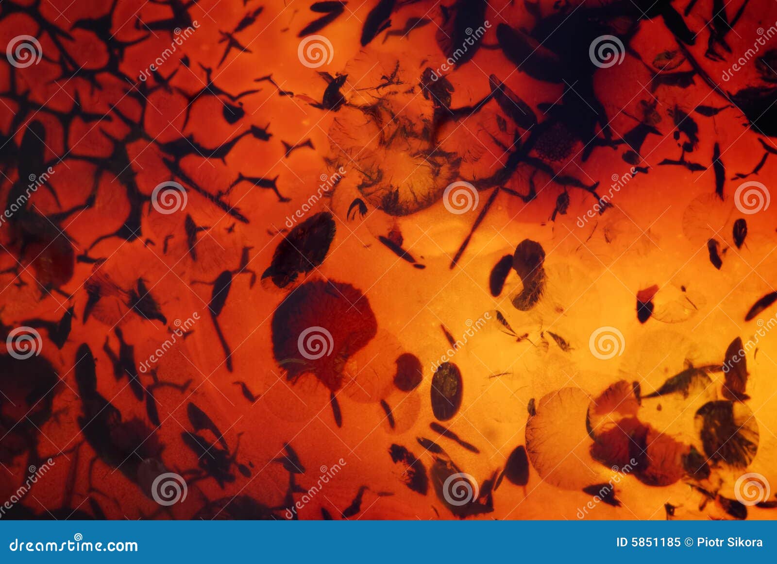 Amber texture stock image. Image of vibrant, background - 5851185