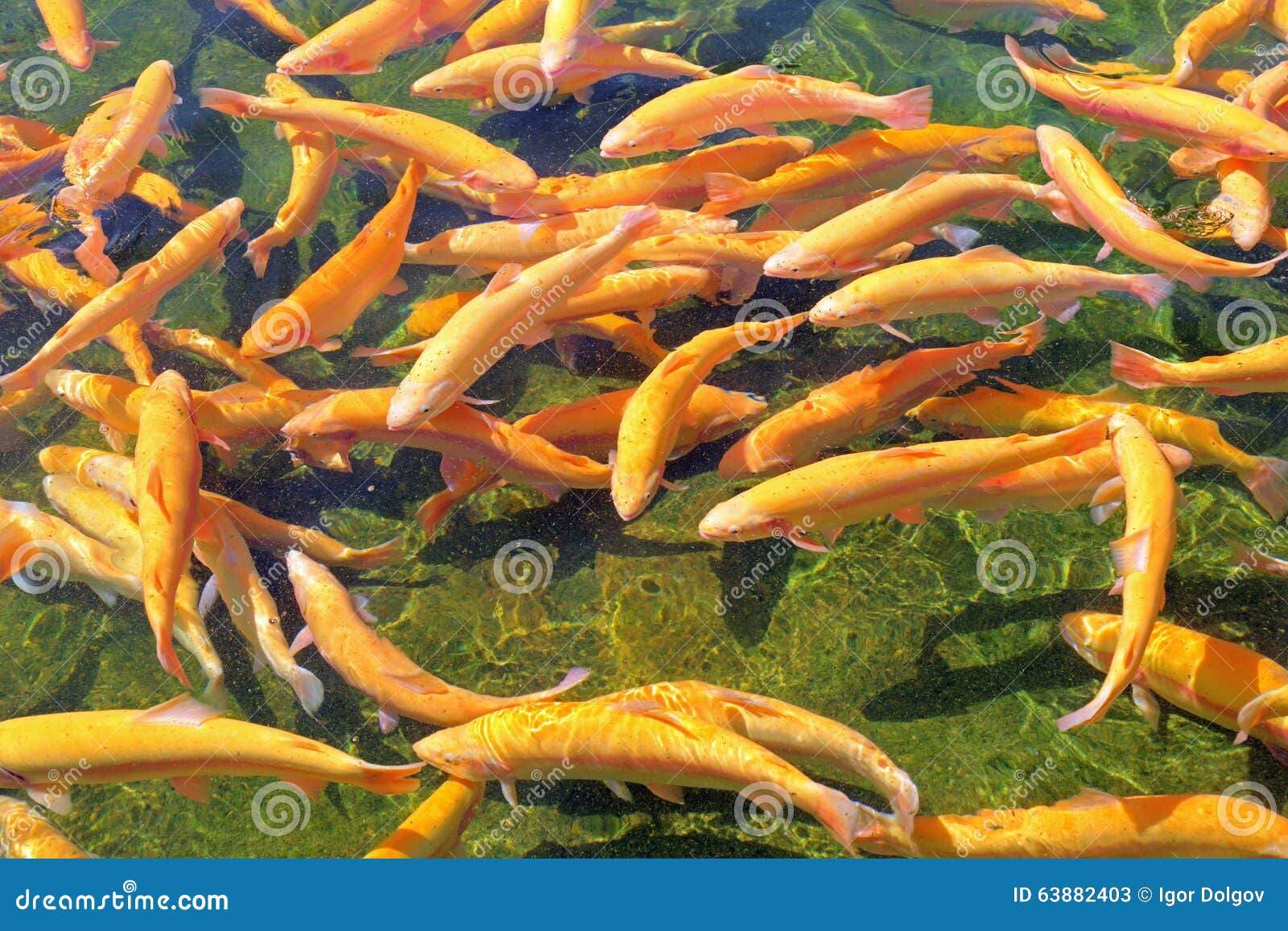 Amber trout stock image. Image of adult, movement, animate - 63882403