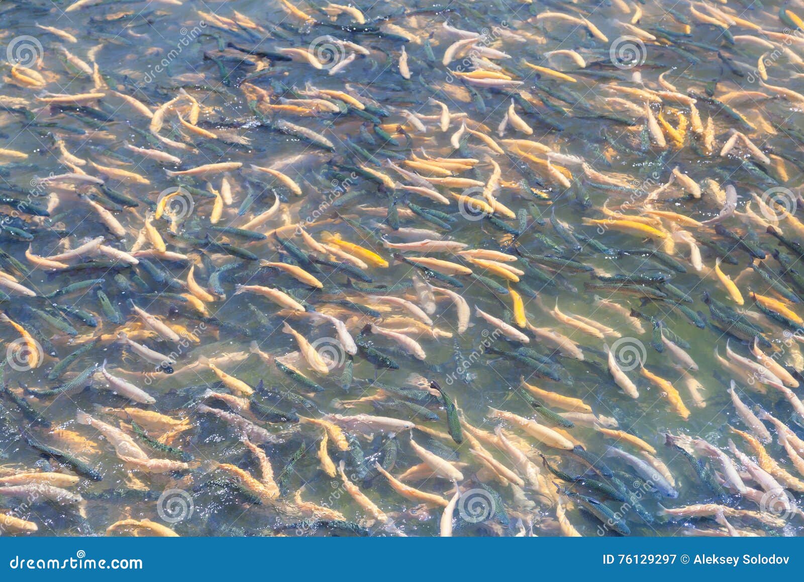 122 Amber Trout Stock Photos - Free & Royalty-Free Stock Photos from ...