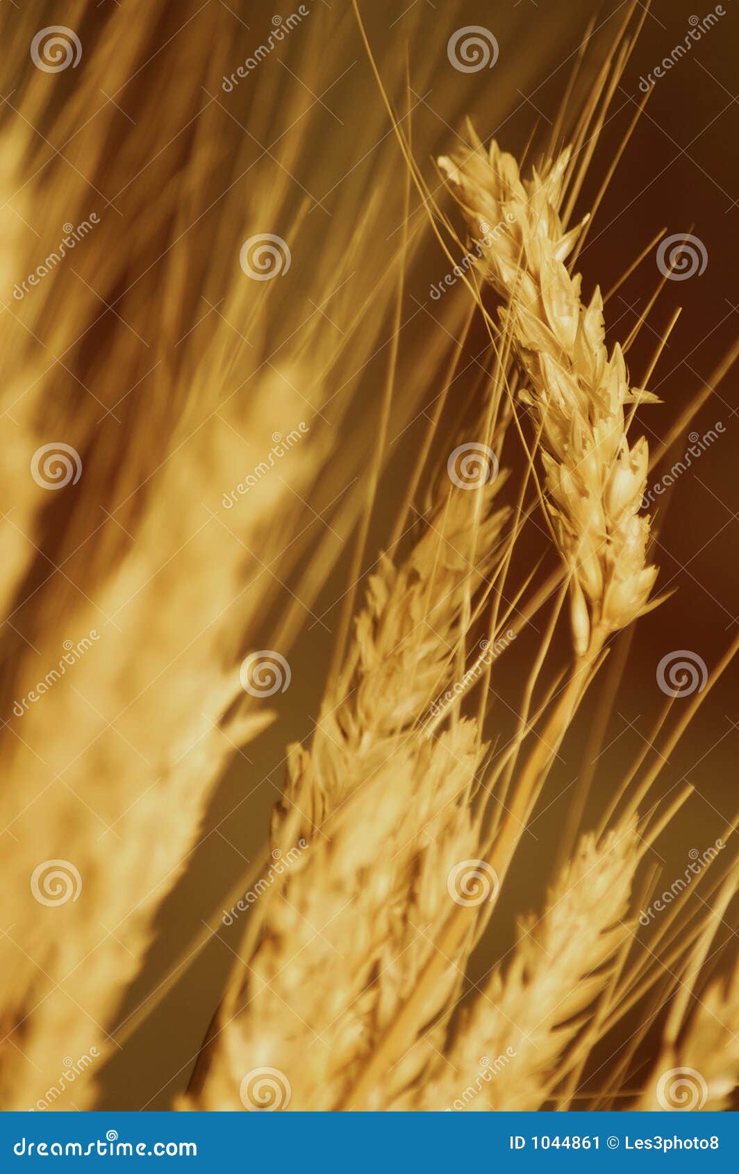 Amber waves of grain stock image. Image of wheat, grain - 1044861