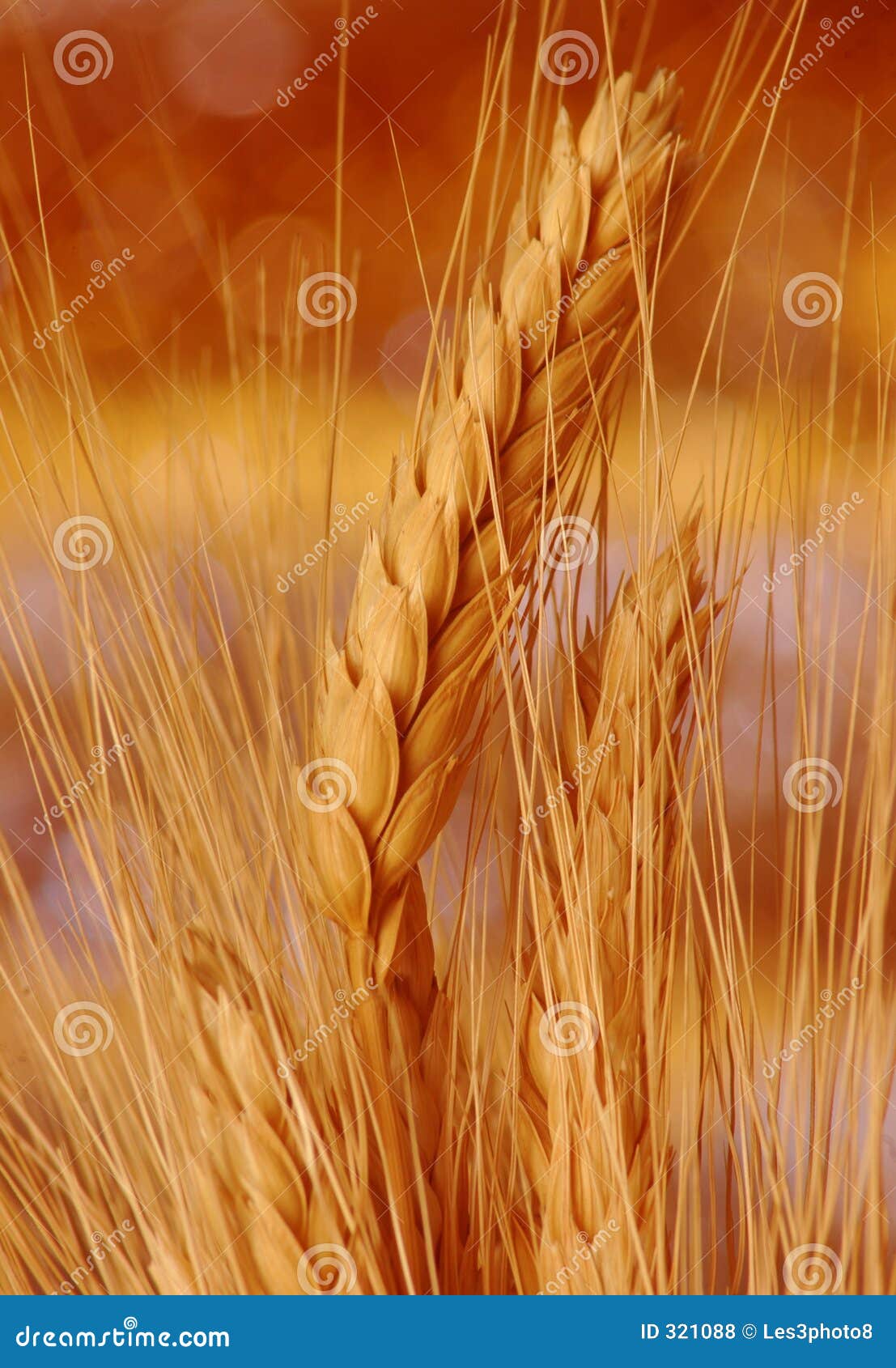 Amber waves of grain stock photo. Image of harvest, beautiful - 321088