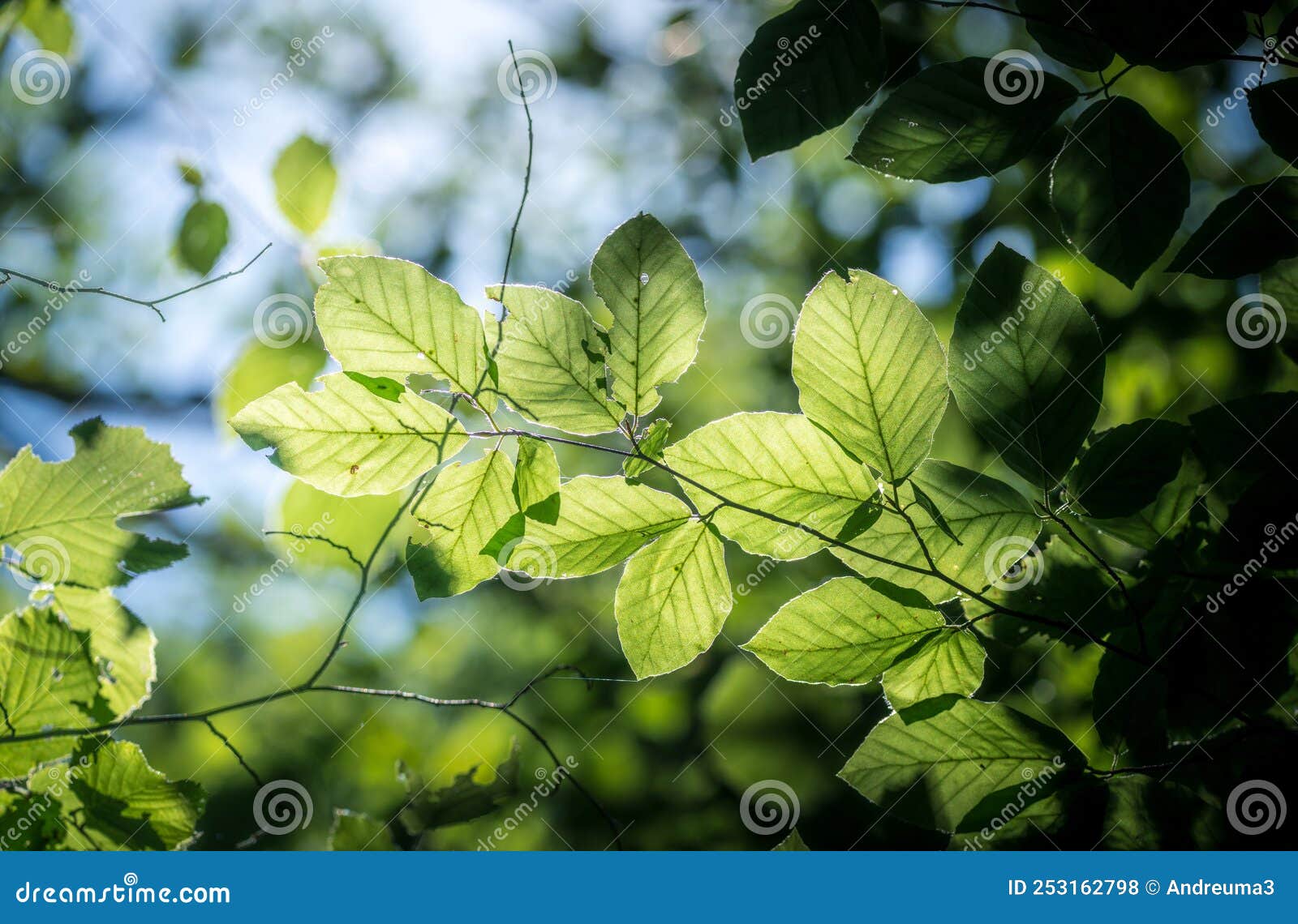 Ambient Light through the Trees in the Autumn Forest Stock Photo ...