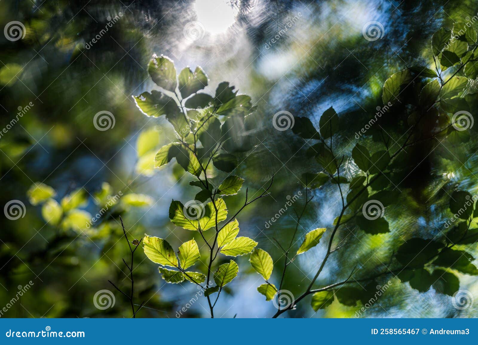 Ambient Light through the Trees in the Autumn Forest Stock Image ...