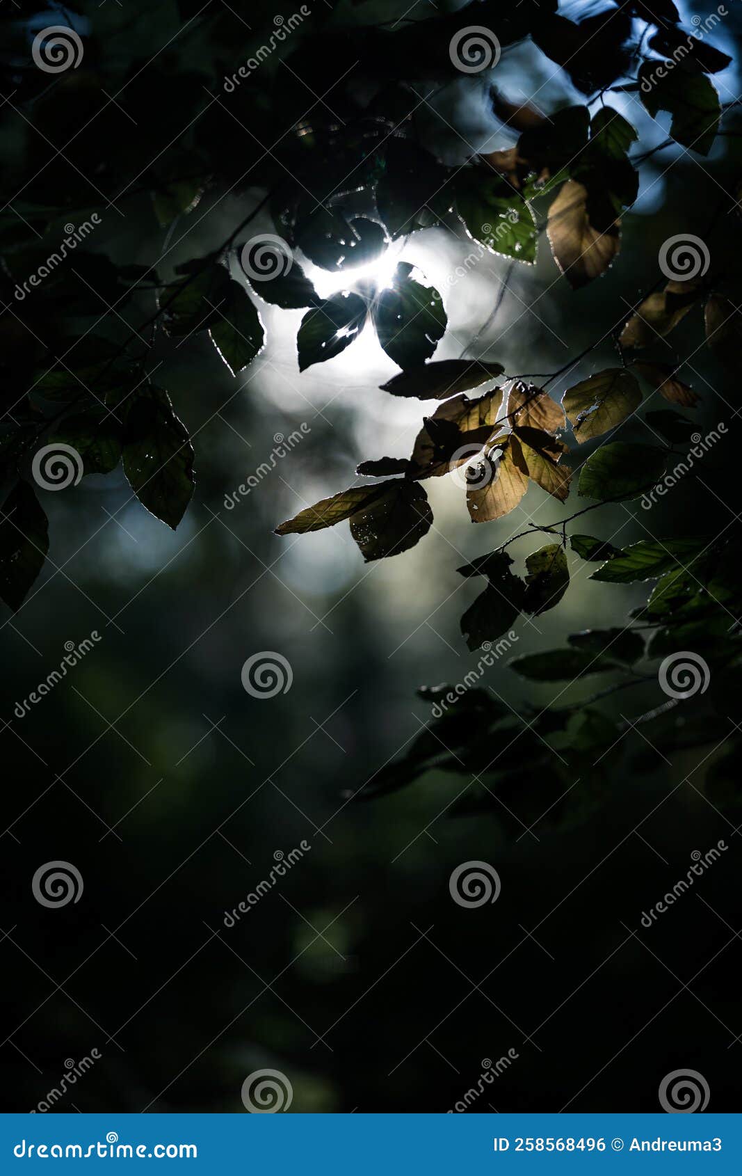 Ambient Light through the Trees in the Autumn Forest Stock Photo ...