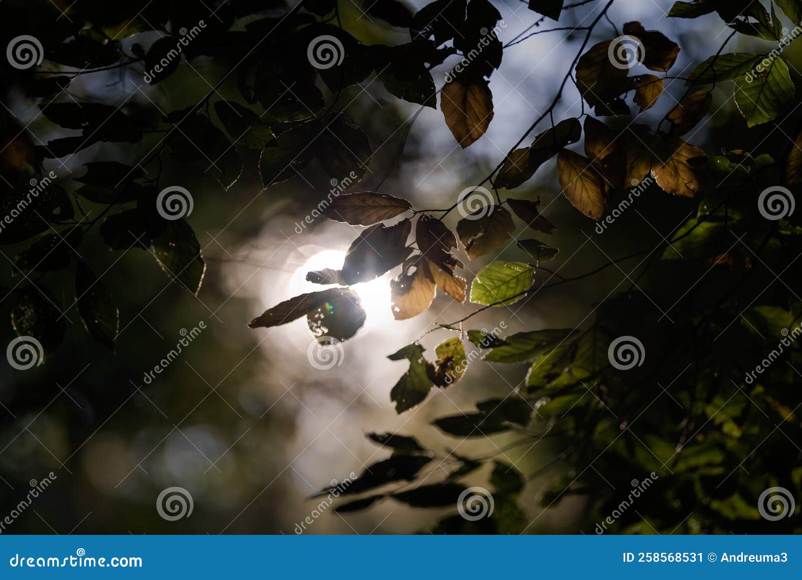 Ambient Light through the Trees in the Autumn Forest Stock Image ...