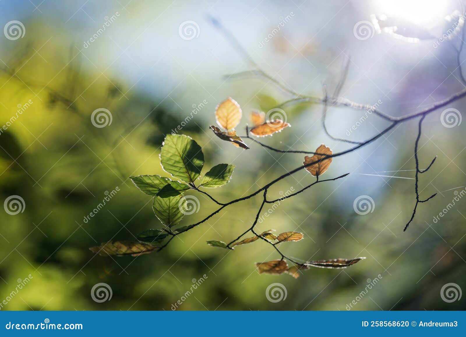 Ambient Light through the Trees in the Autumn Forest Stock Photo ...