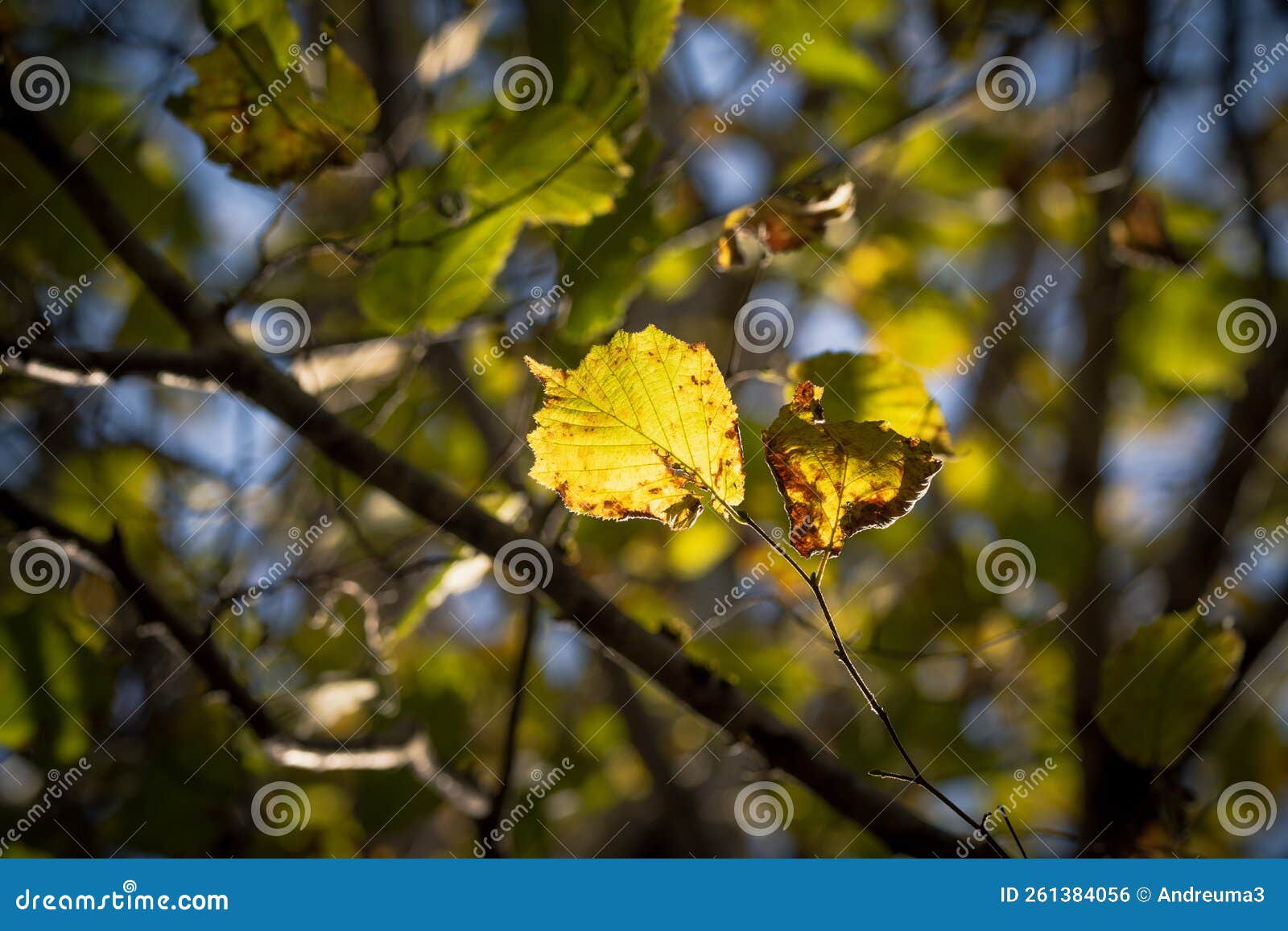 Ambient Light through the Trees in the Autumn Forest Stock Photo ...