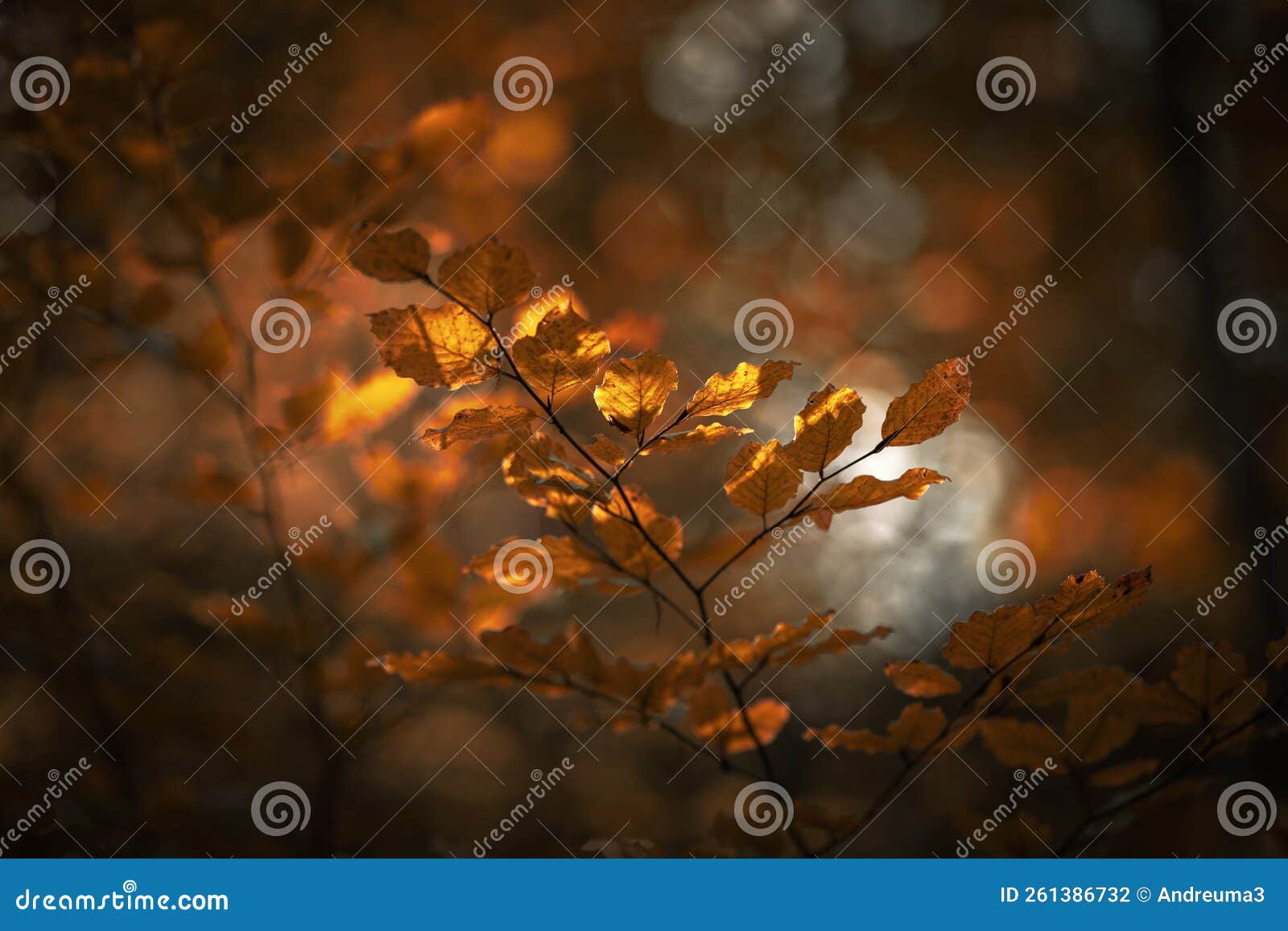 Ambient Light through the Trees in the Autumn Forest Stock Photo ...
