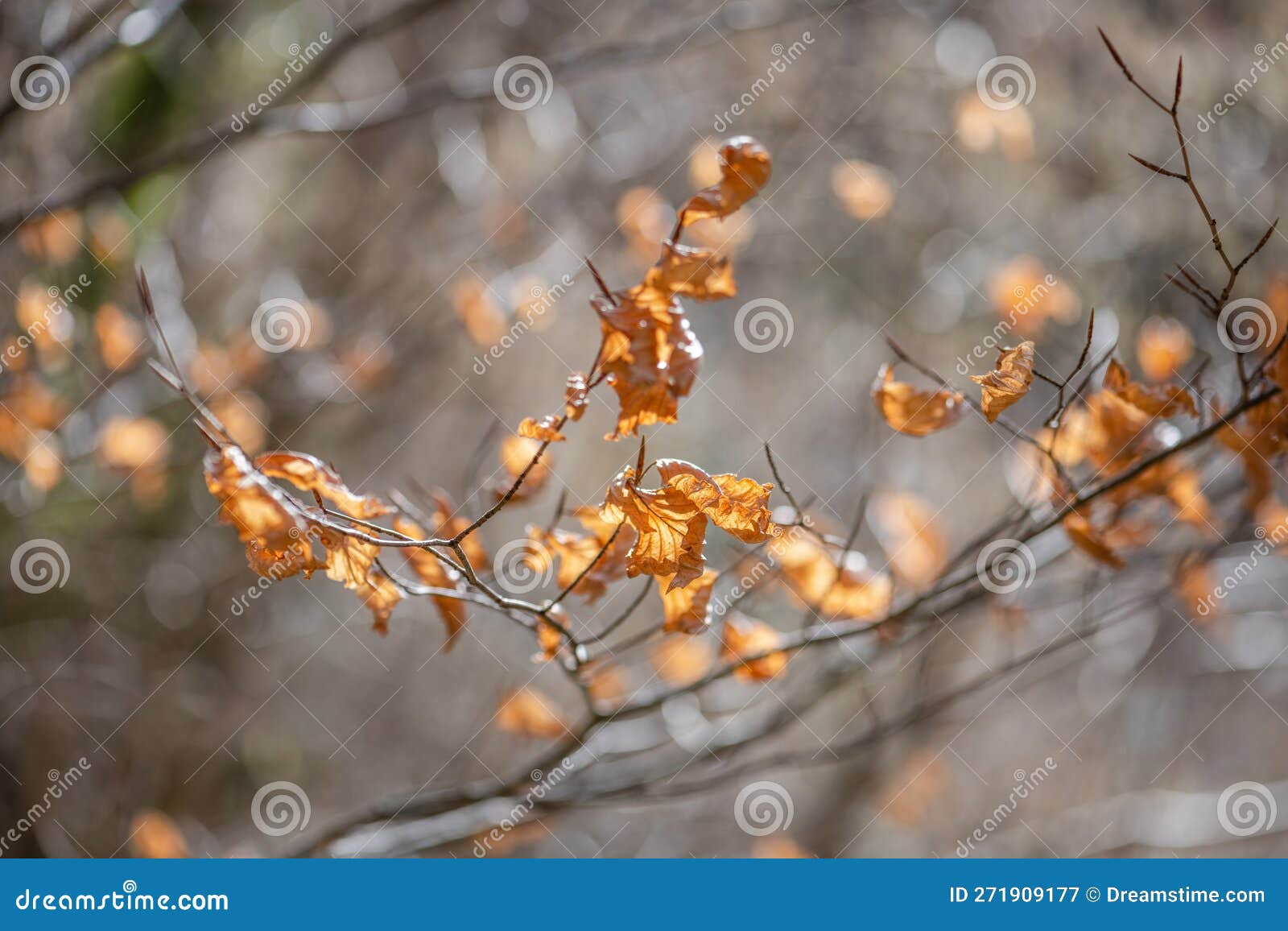 Ambient Light through the Trees in the Autumn Forest Stock Image ...