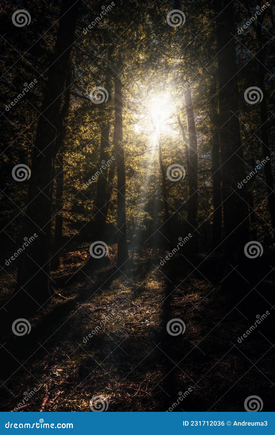 Ambient Light through the Trees in the Autumn Forest Stock Photo ...