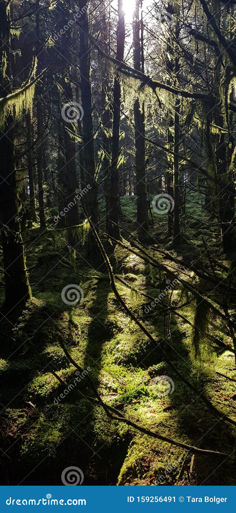 Ambient sun through trees stock image. Image of moss - 159256491