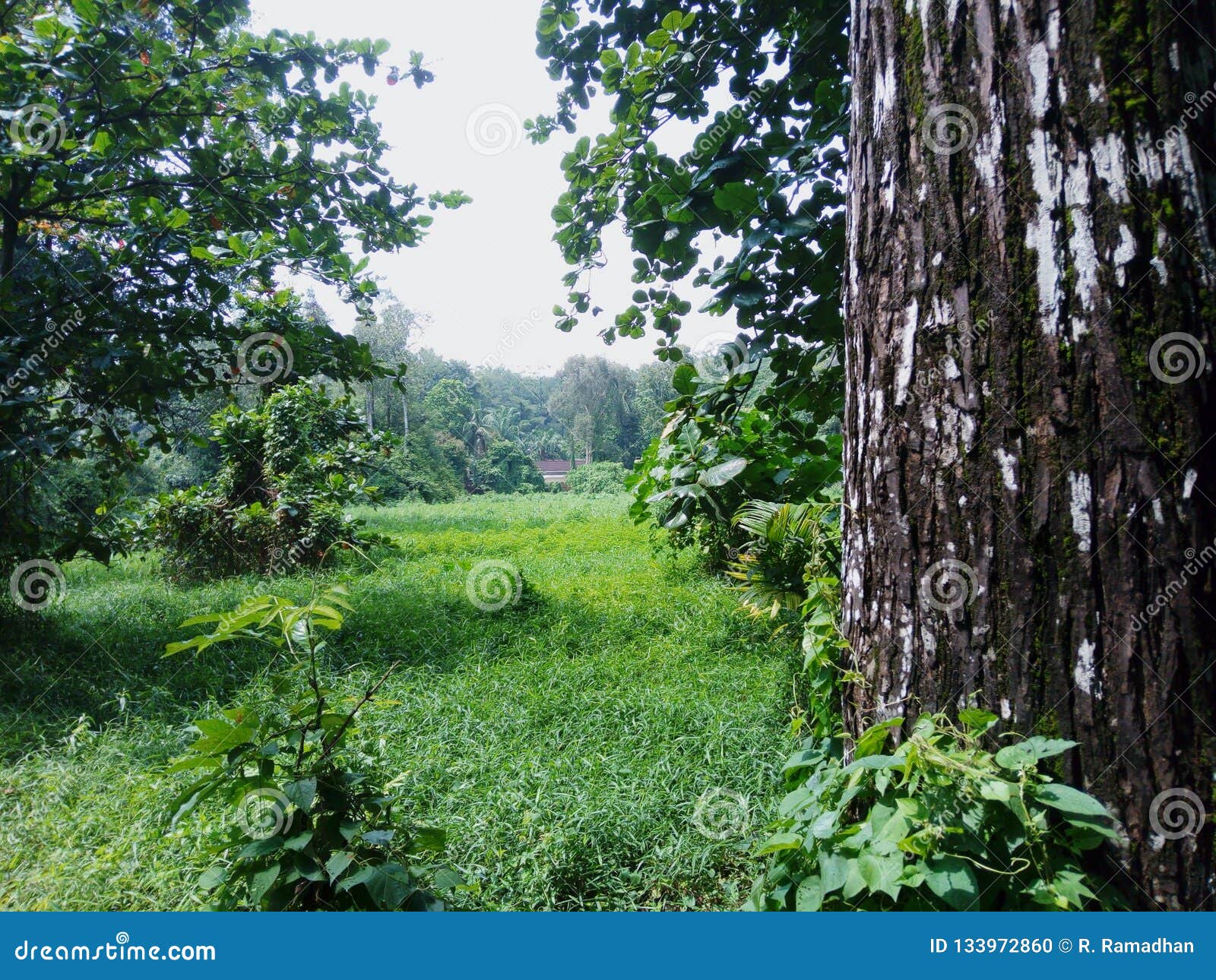Ambiente natural foto de archivo. Imagen de sombras - 133972860