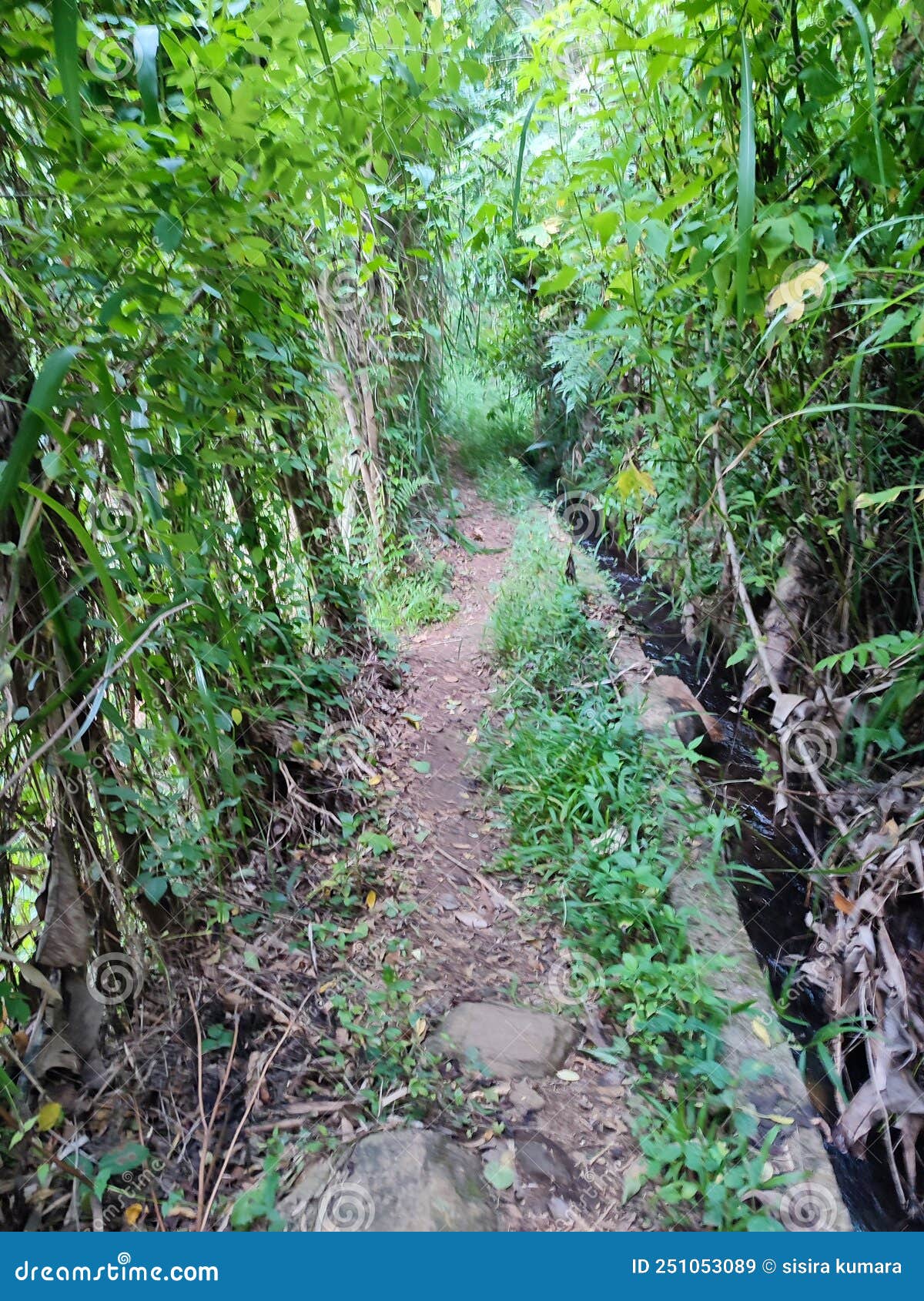 Ambiente Rural Natural Do Sri Lanka Imagem de Stock - Imagem de ...