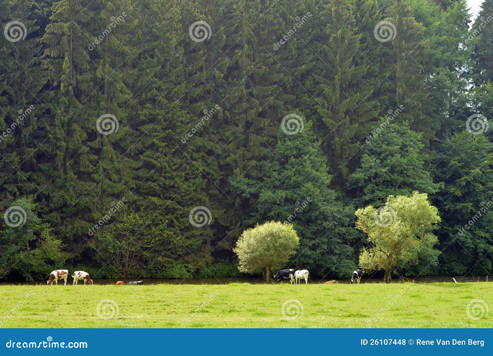Ambleve river stock photo. Image of cattle, horizontal - 26107448