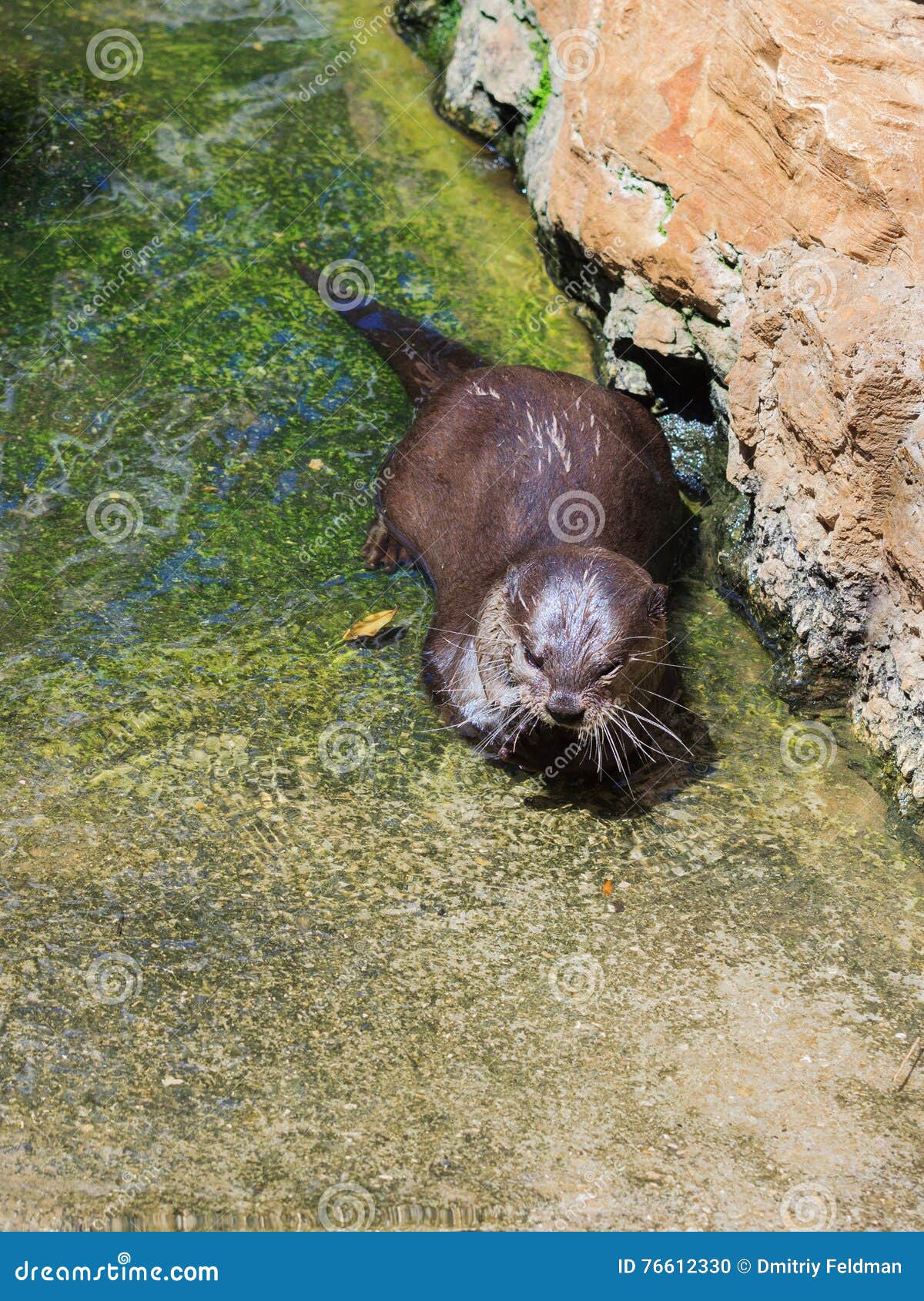 Amblonyx Sinereus Basking in the Sun in Water. Stock Photo - Image of ...