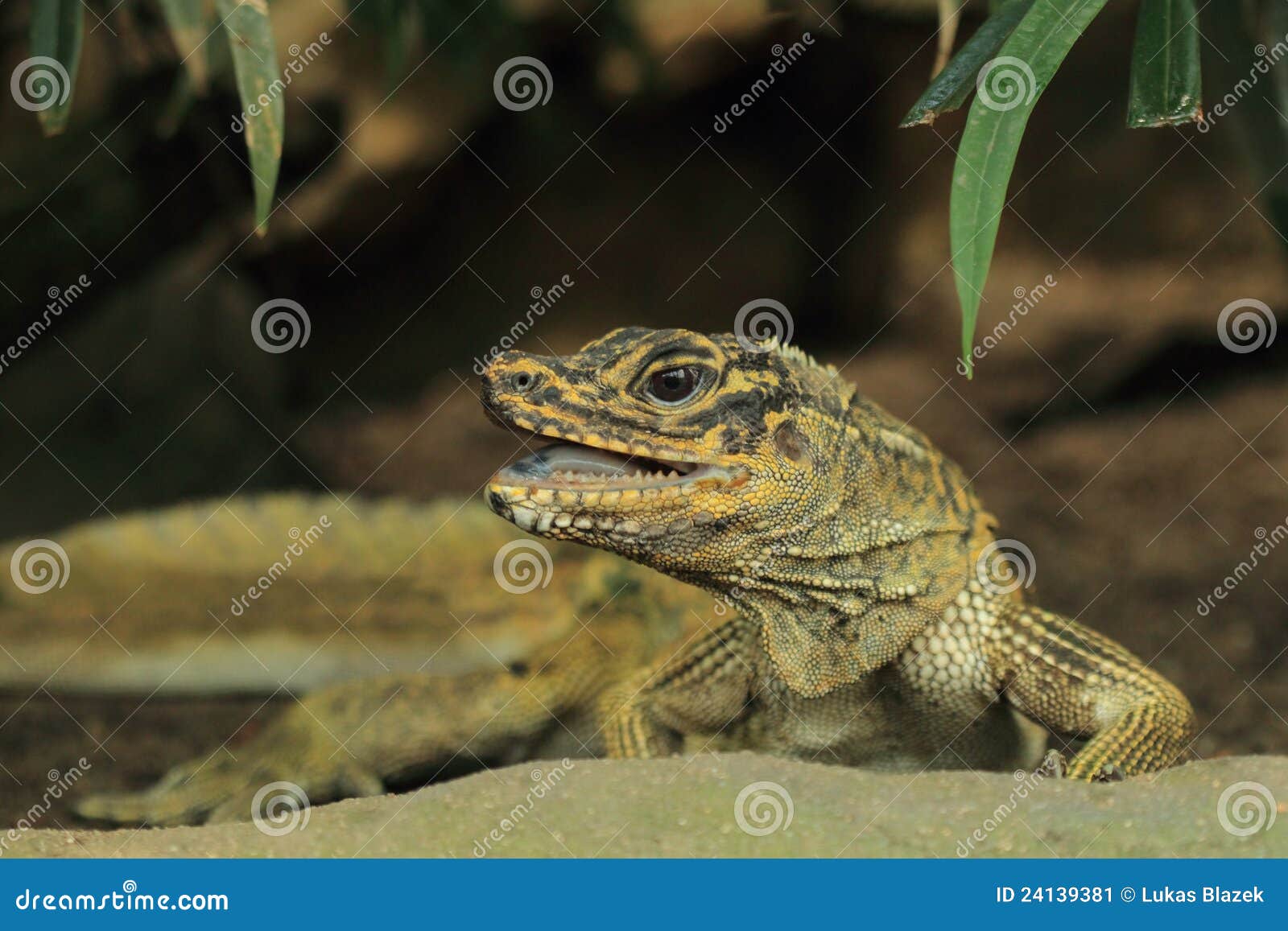 Amboina sail finned lizard stock image. Image of finned - 24139381