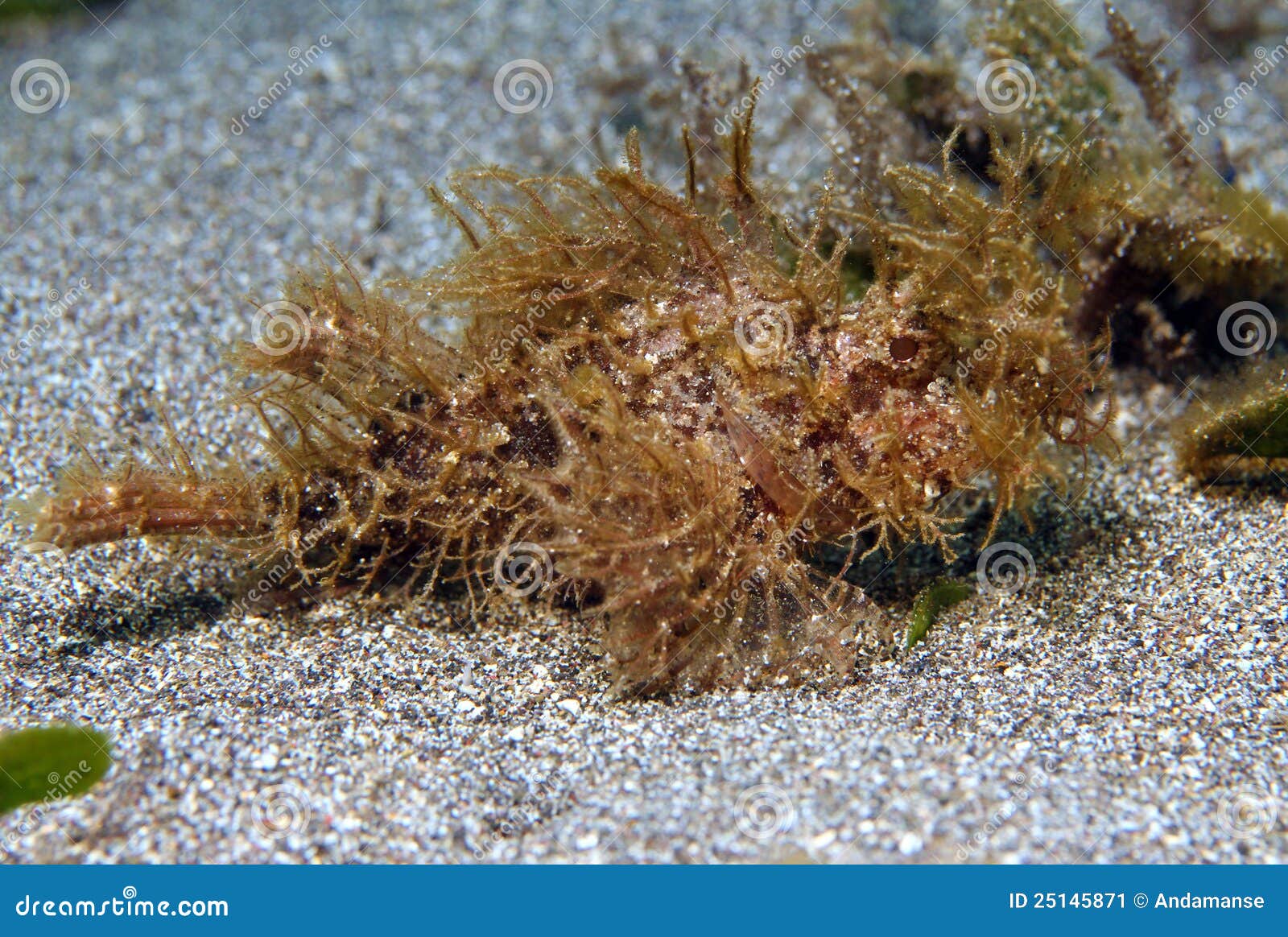 Ambon Scorpionfish stock image. Image of biology, tropical - 25145871