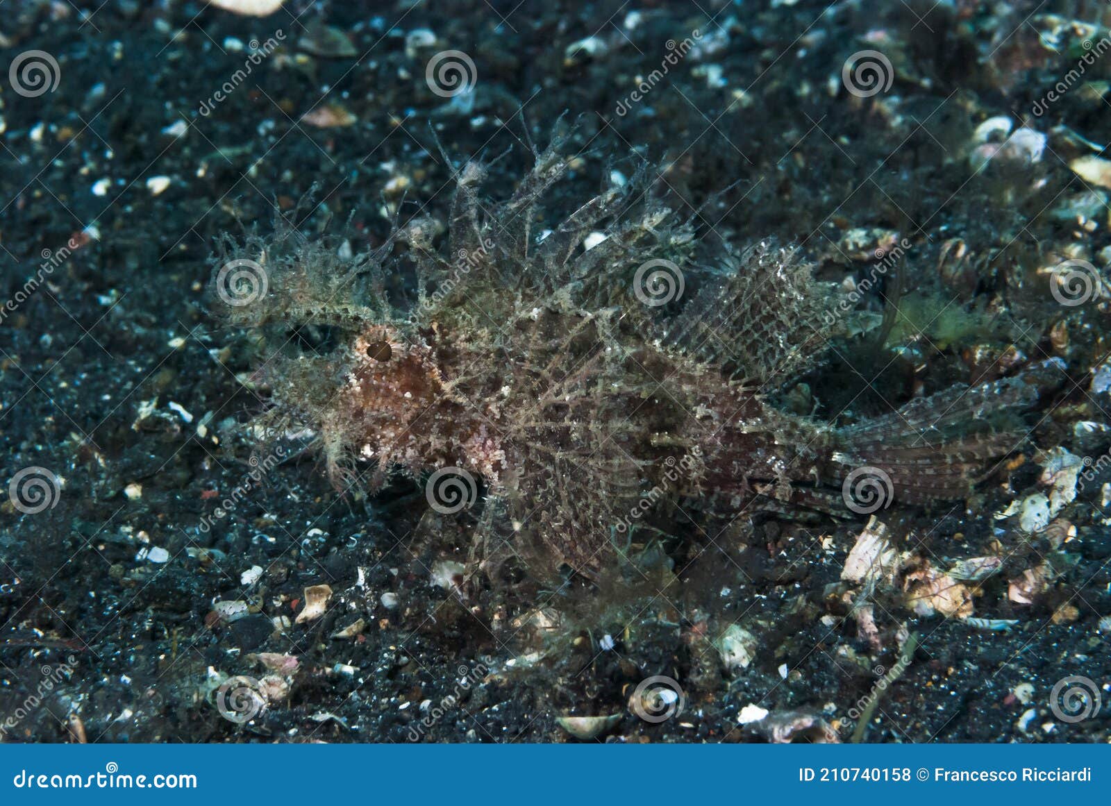 Ambon Scorpionfish Pteroidichthys Amboinensis Stock Photo - Image of ...