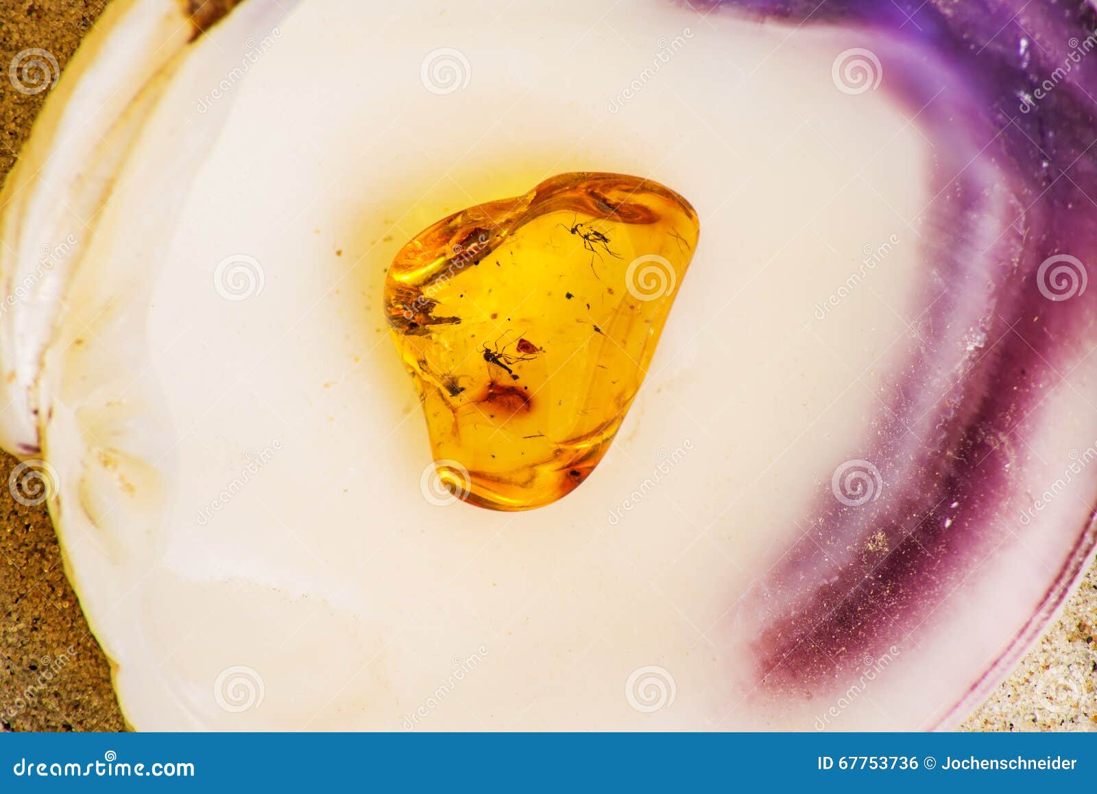 Ambra Con L'insetto Incastonato Fotografia Stock - Immagine di animale ...