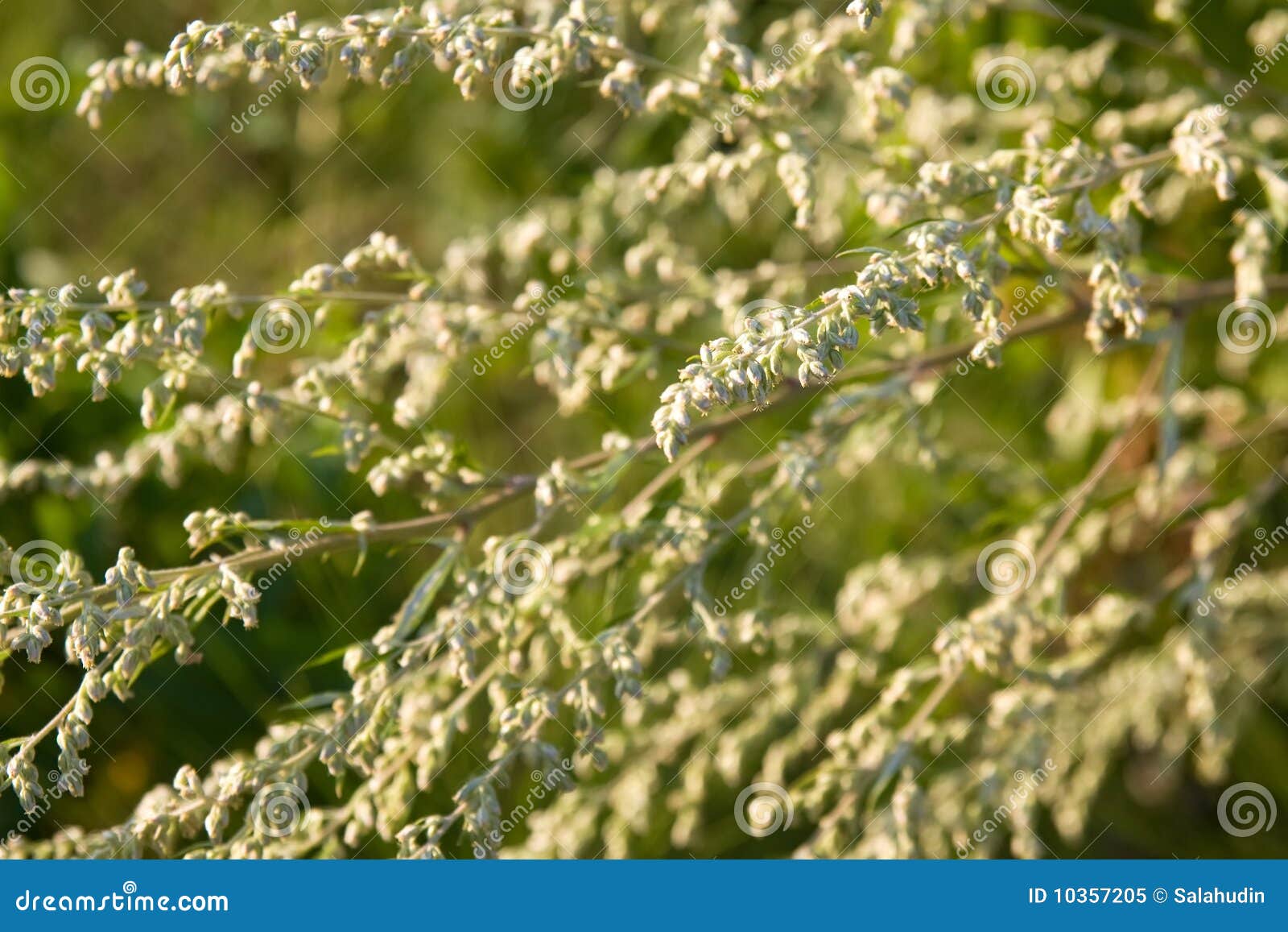 Ambrosia stock image. Image of ambrosia, astma, macro - 10357205