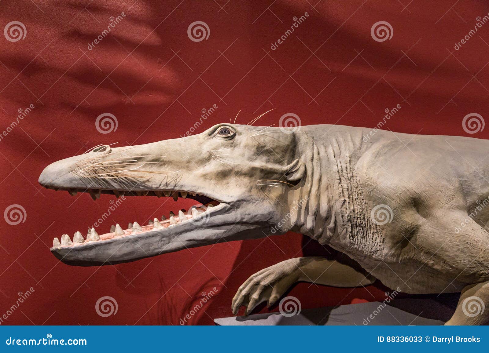 Ambulocetus Stock Photos - Free & Royalty-Free Stock Photos from Dreamstime