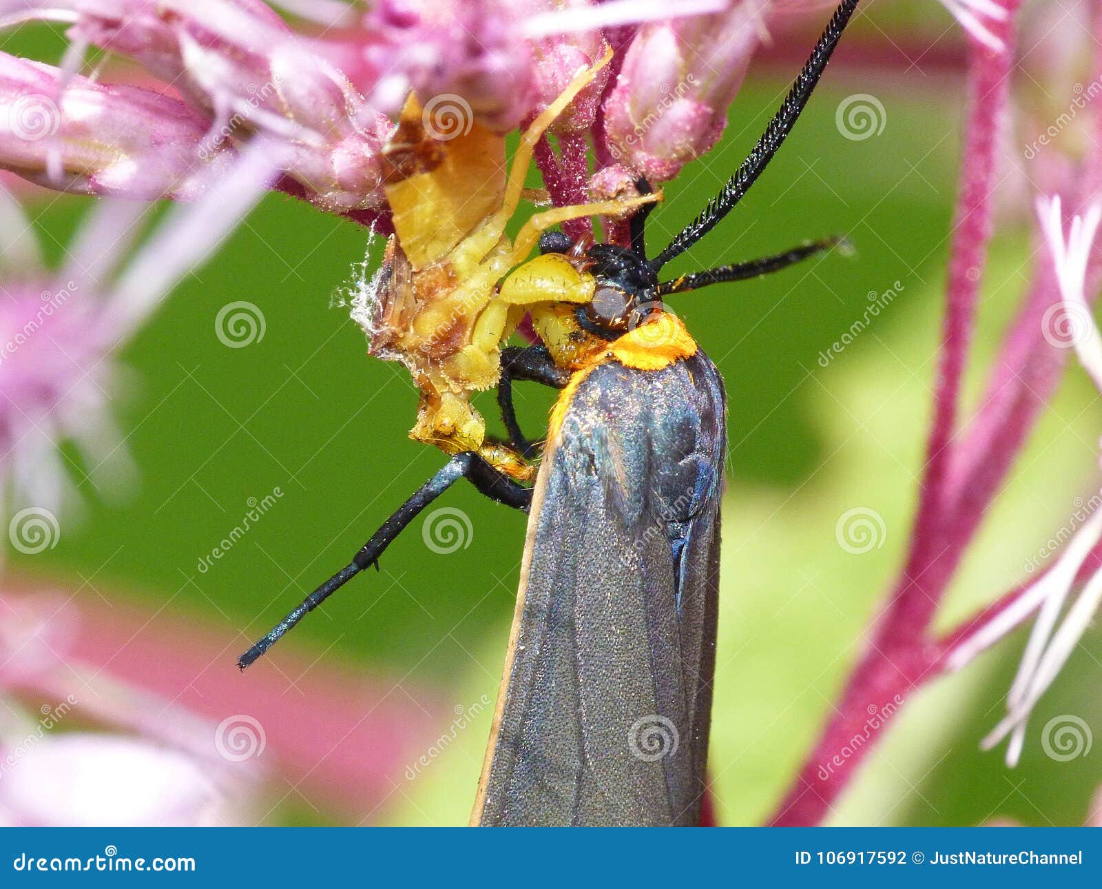 Ambush Bug Feeding on a Yellow-Collared Scape Moth Stock Photo - Image ...