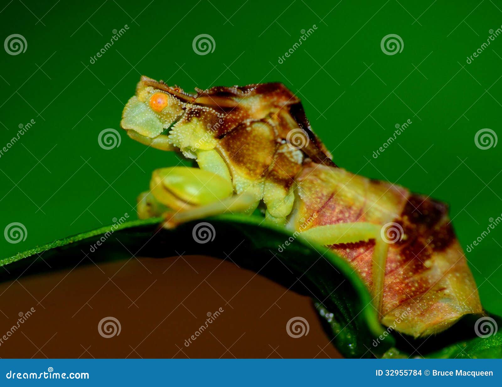 Ambush Bug stock photo. Image of ambush, hunting, macro - 32955784