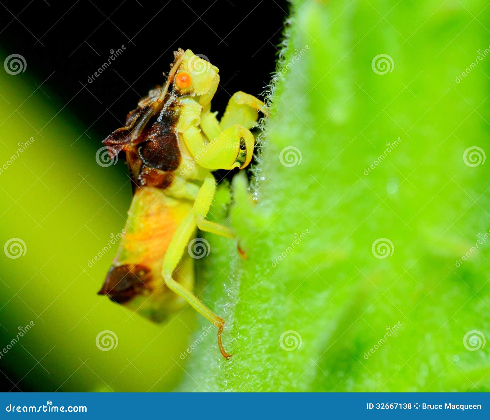 Ambush Bug stock photo. Image of stalking, hunting, pest - 32667138