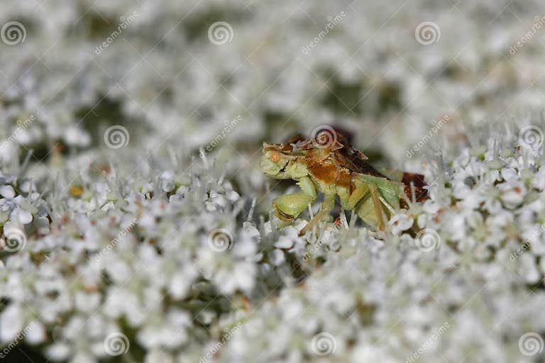 Ambush Bug Phymatinae stock photo. Image of pouncing - 20443666