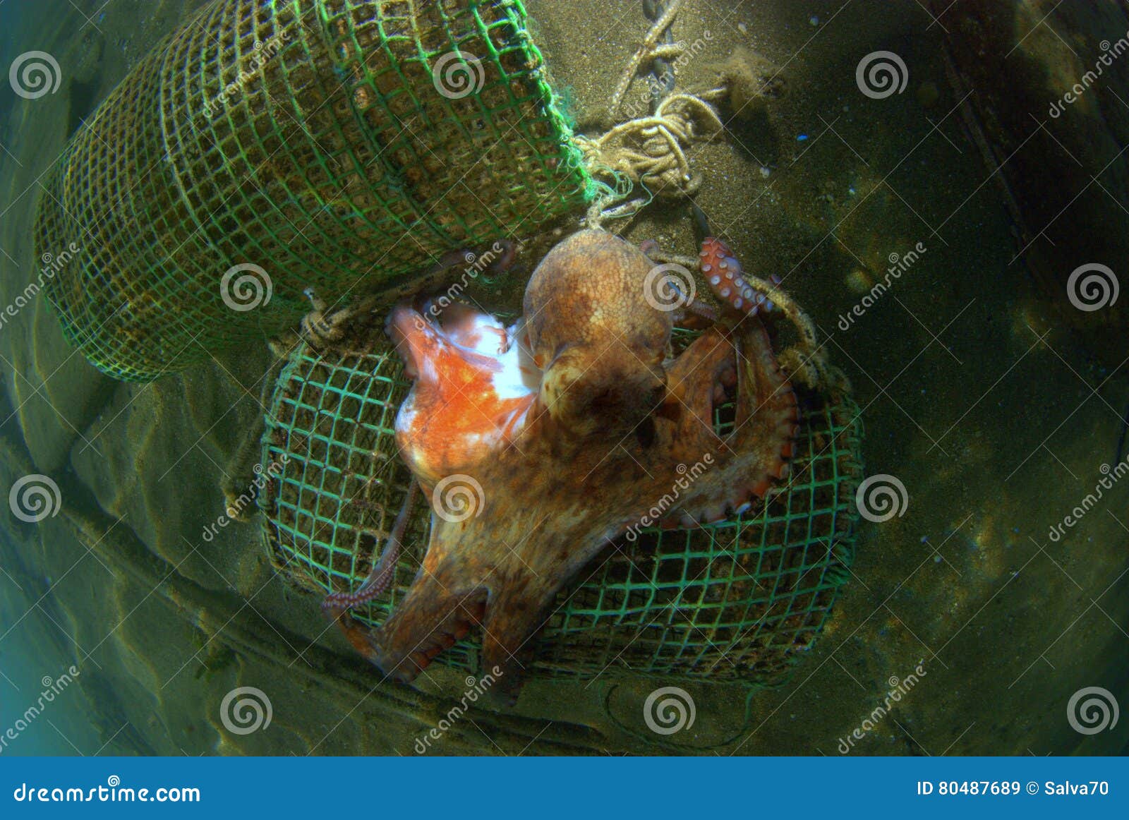 The ambush stock image. Image of diving, fish, dive, island - 80487689