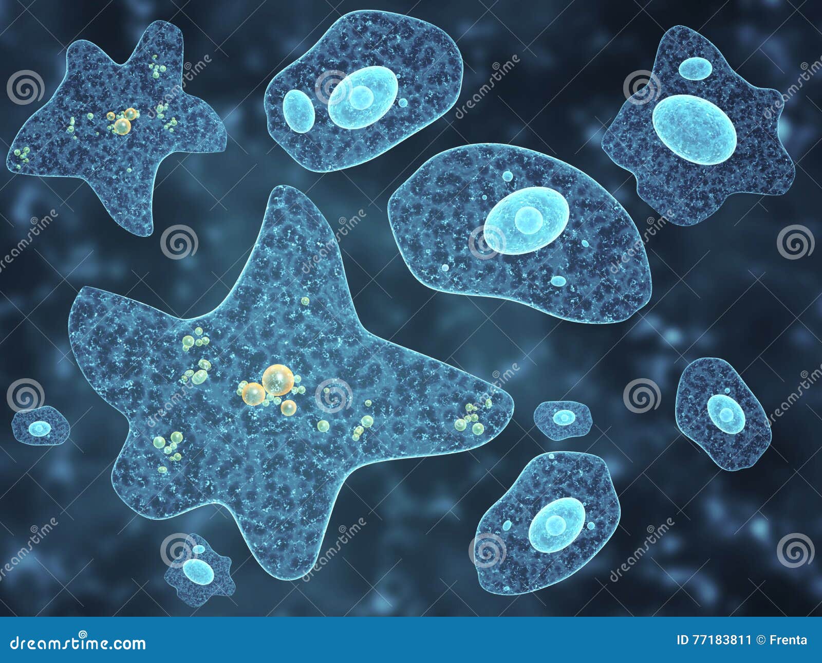 Amebe Differenti Su Fondo Nero Illustrazione di Stock - Illustrazione ...